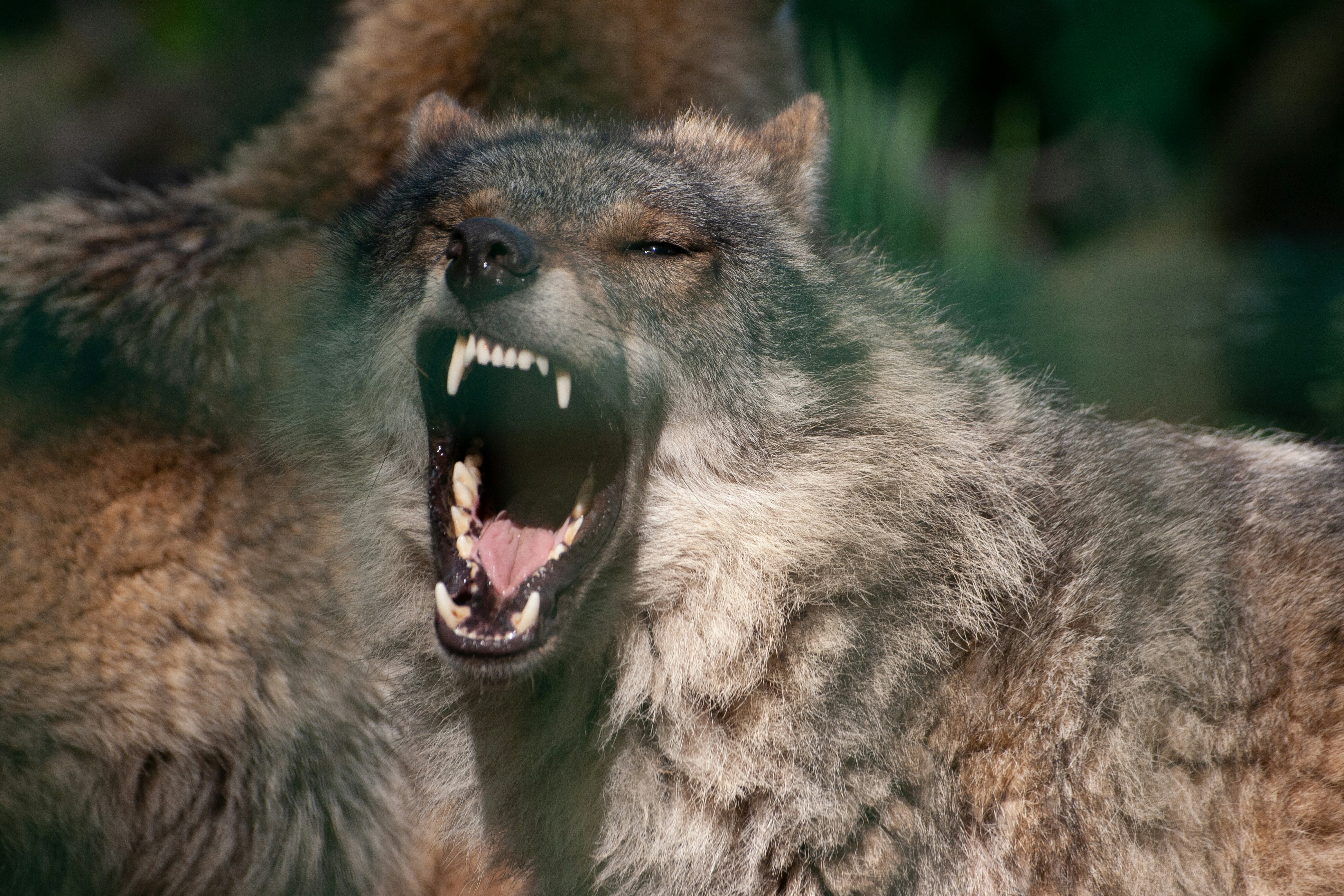 Wolf Head Pictures | Download Free Images on Unsplash