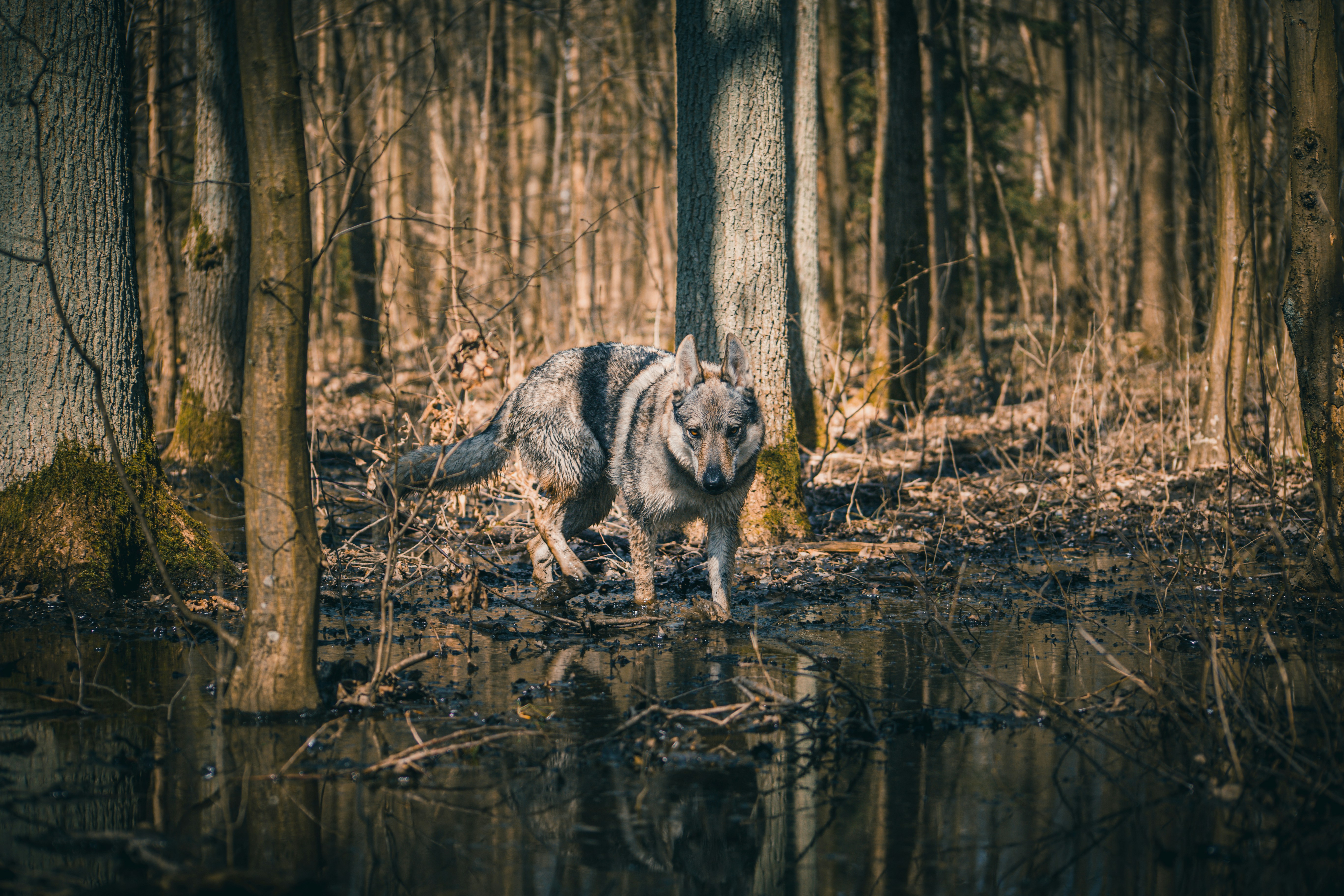 A wolf walking in a swamp photo – Free Forest Image on Unsplash