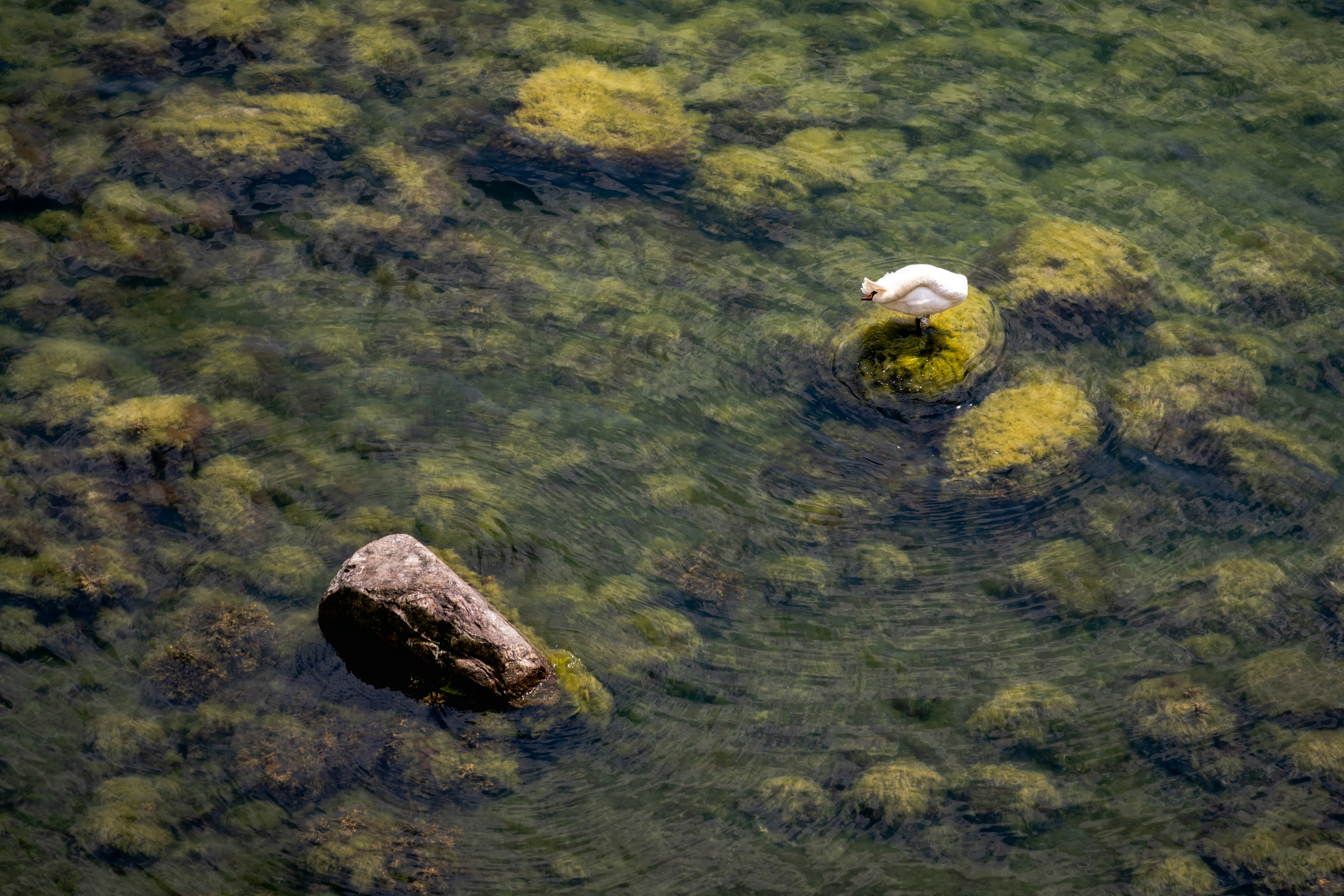 a duck swimming in a pond