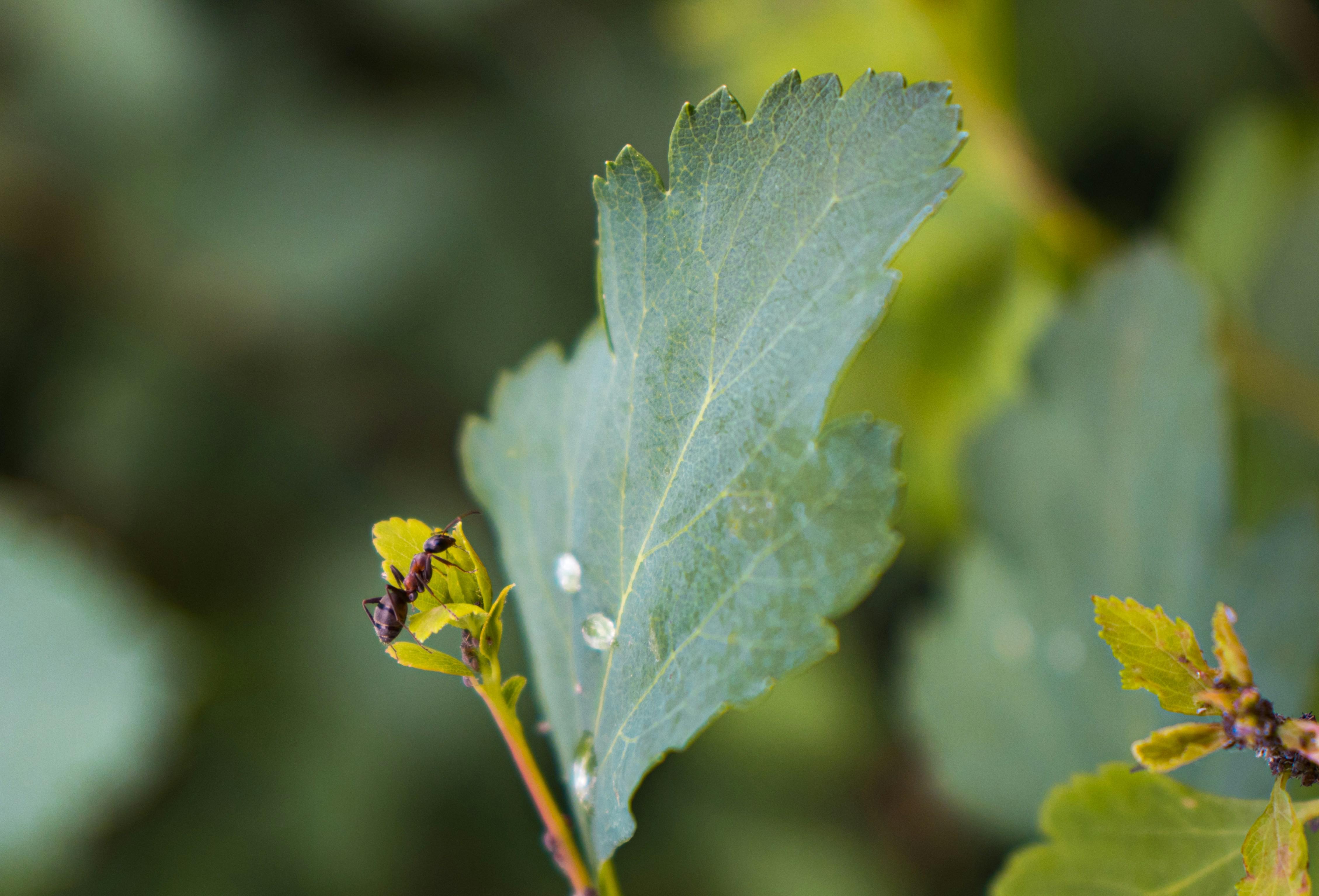a close-up of a leaf