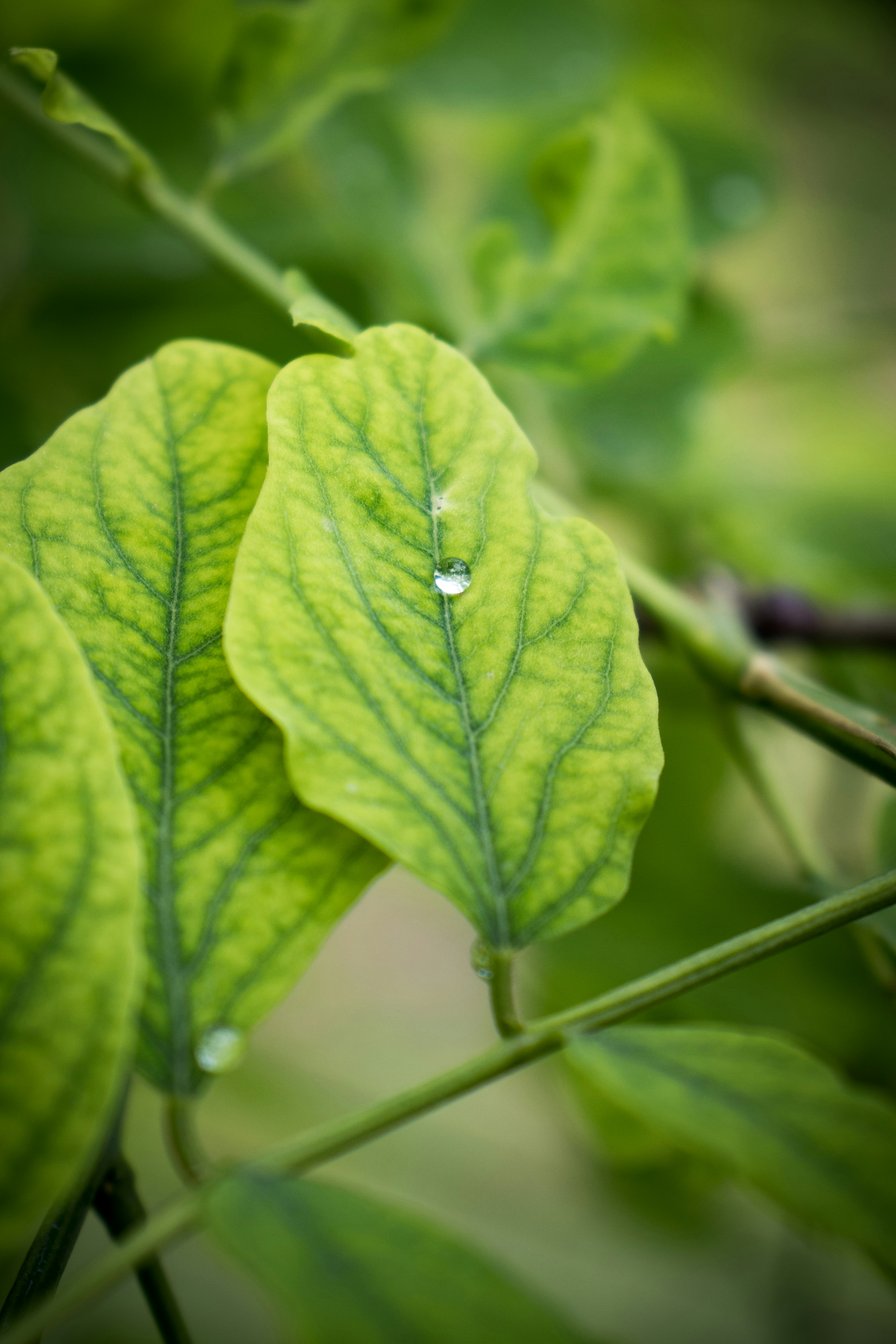 Dew-kissed Leaf Veins: A Close-Up of Vivid Green