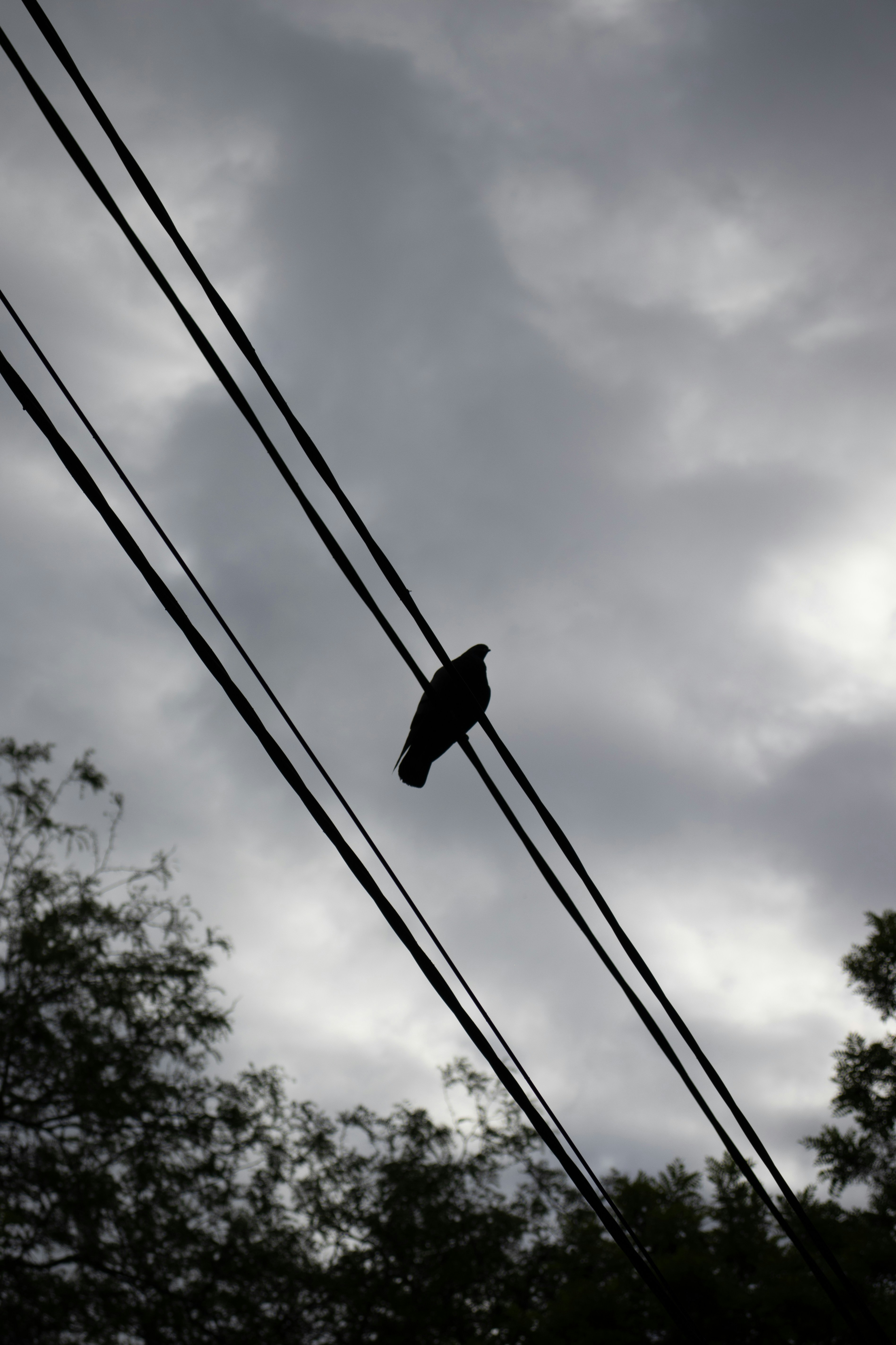 A bird on a wire photo – Free Grey Image on Unsplash