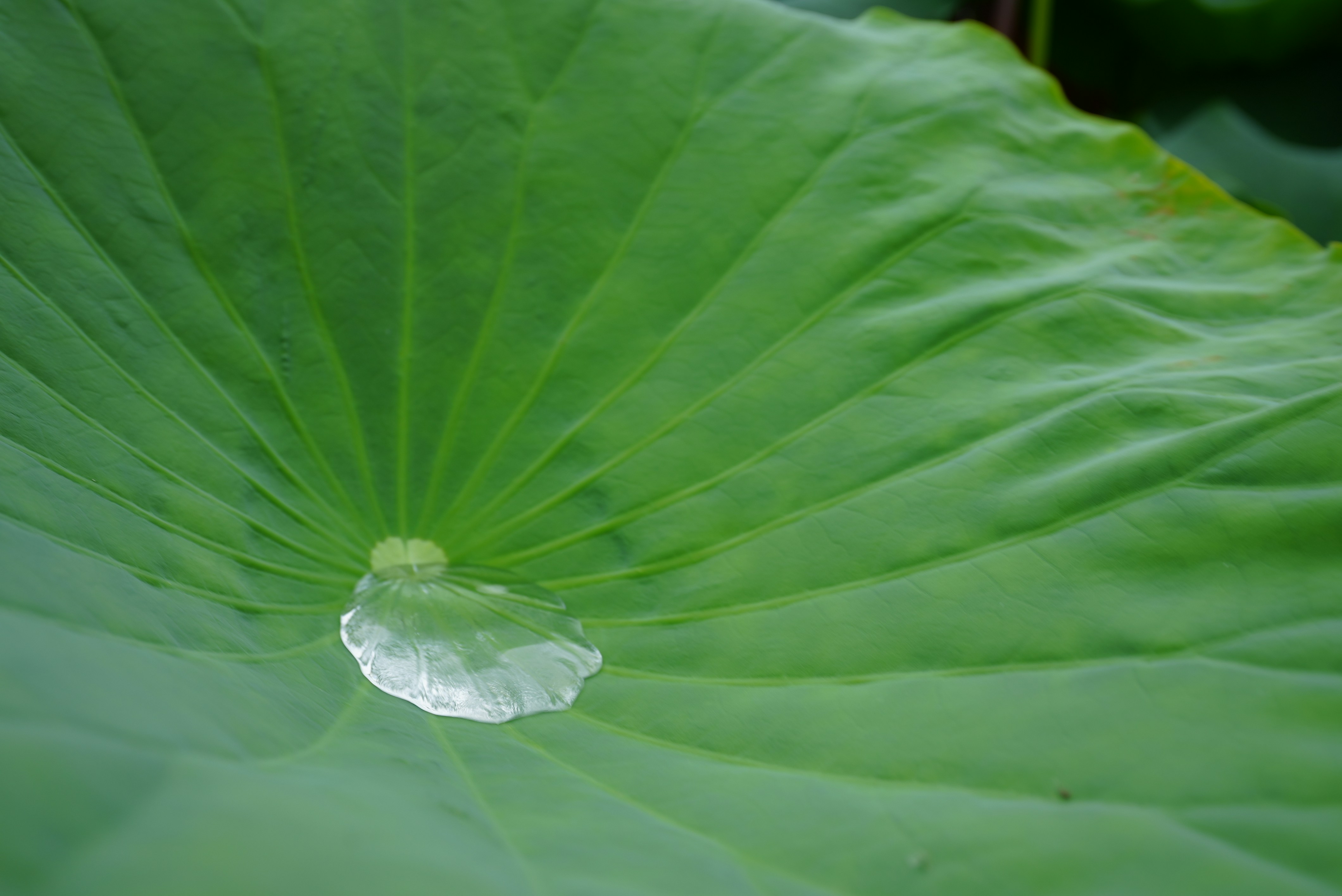 Radial Veins and a Droplet: Macro Portrait of a Green Lotus Leaf
