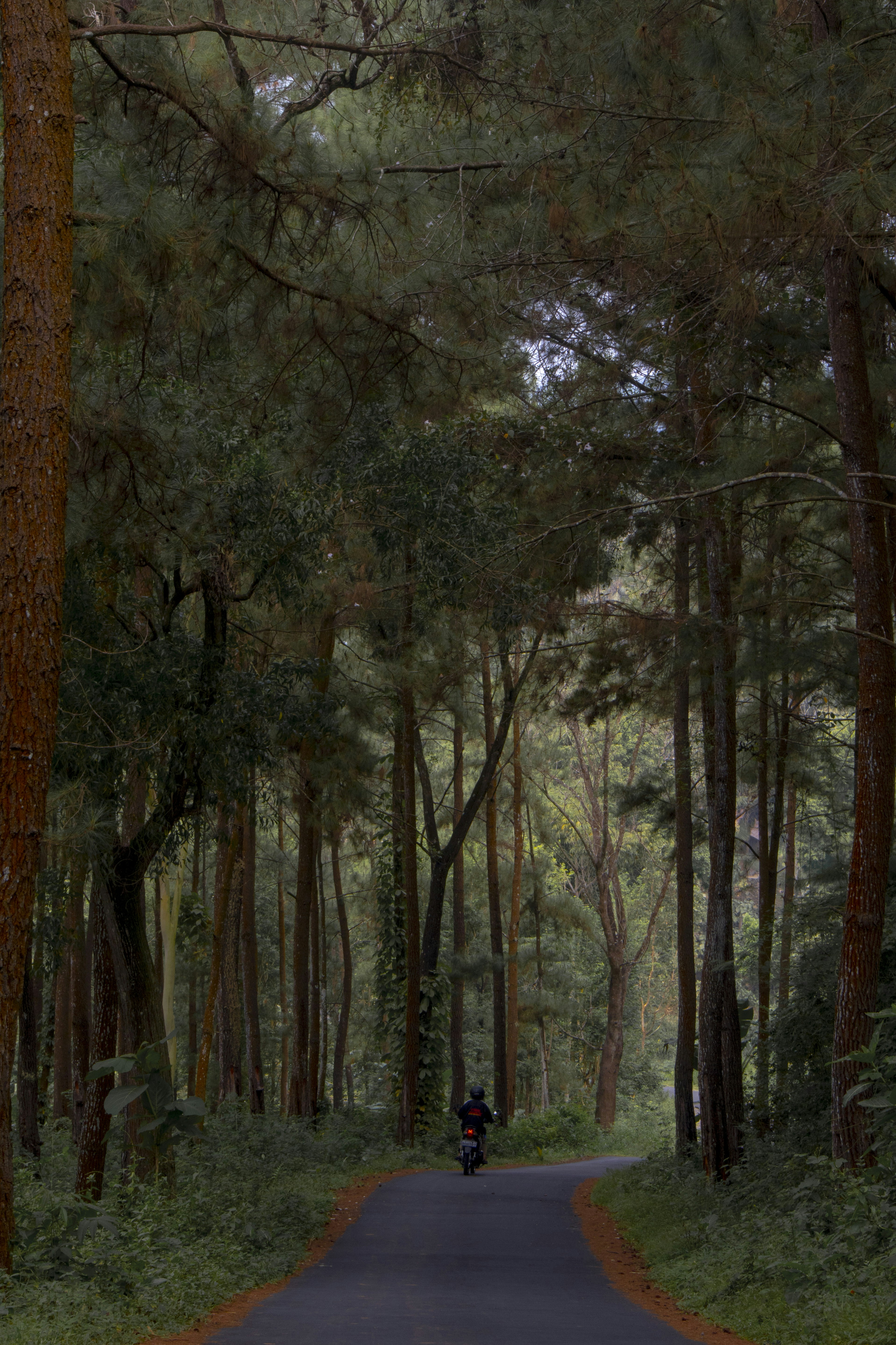 Pine-Shadowed Corridor: A lone rider threads a forest-paved lane