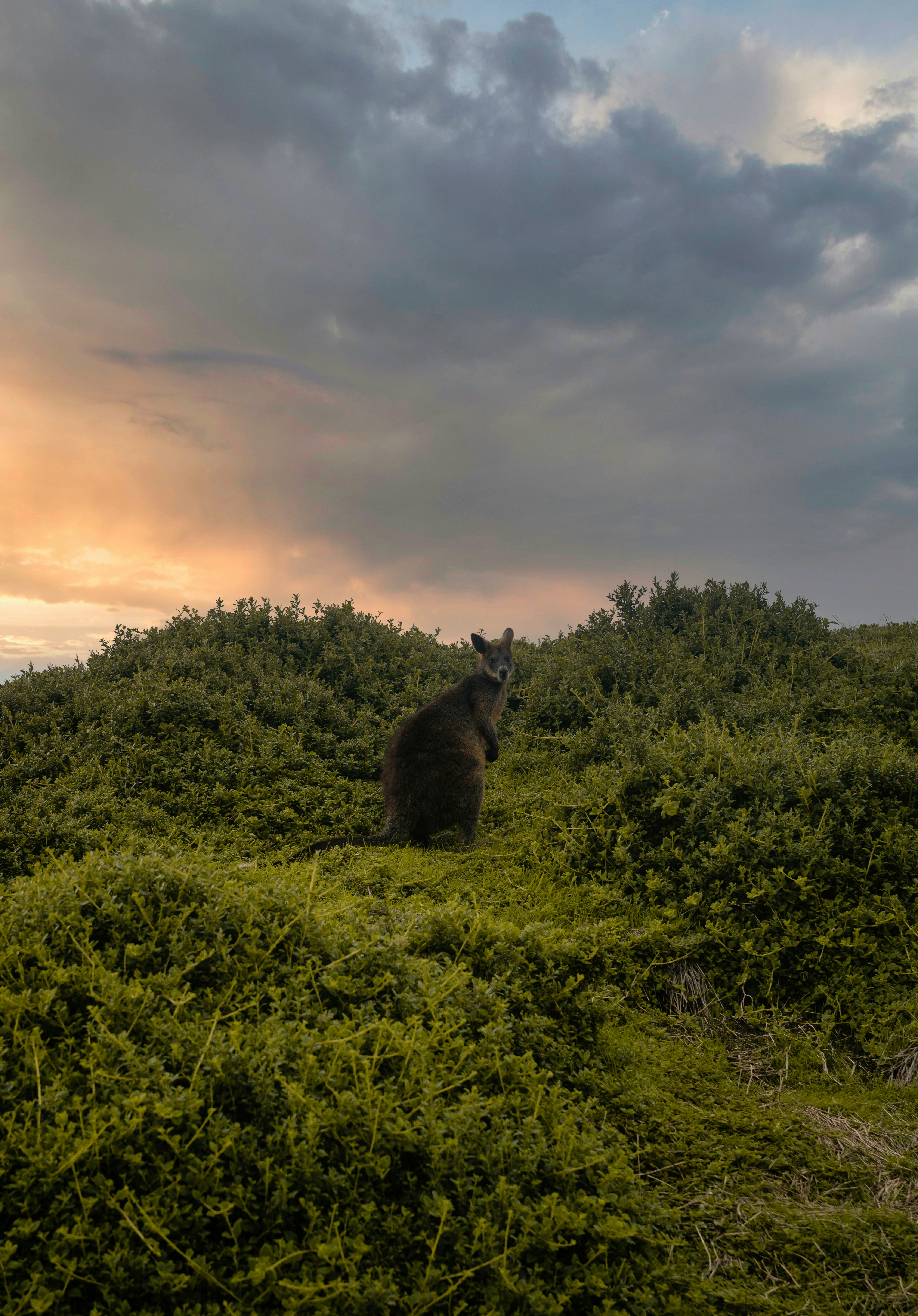 Sunset Vigil: A Lone Kookaburra Among Coastal Heathers