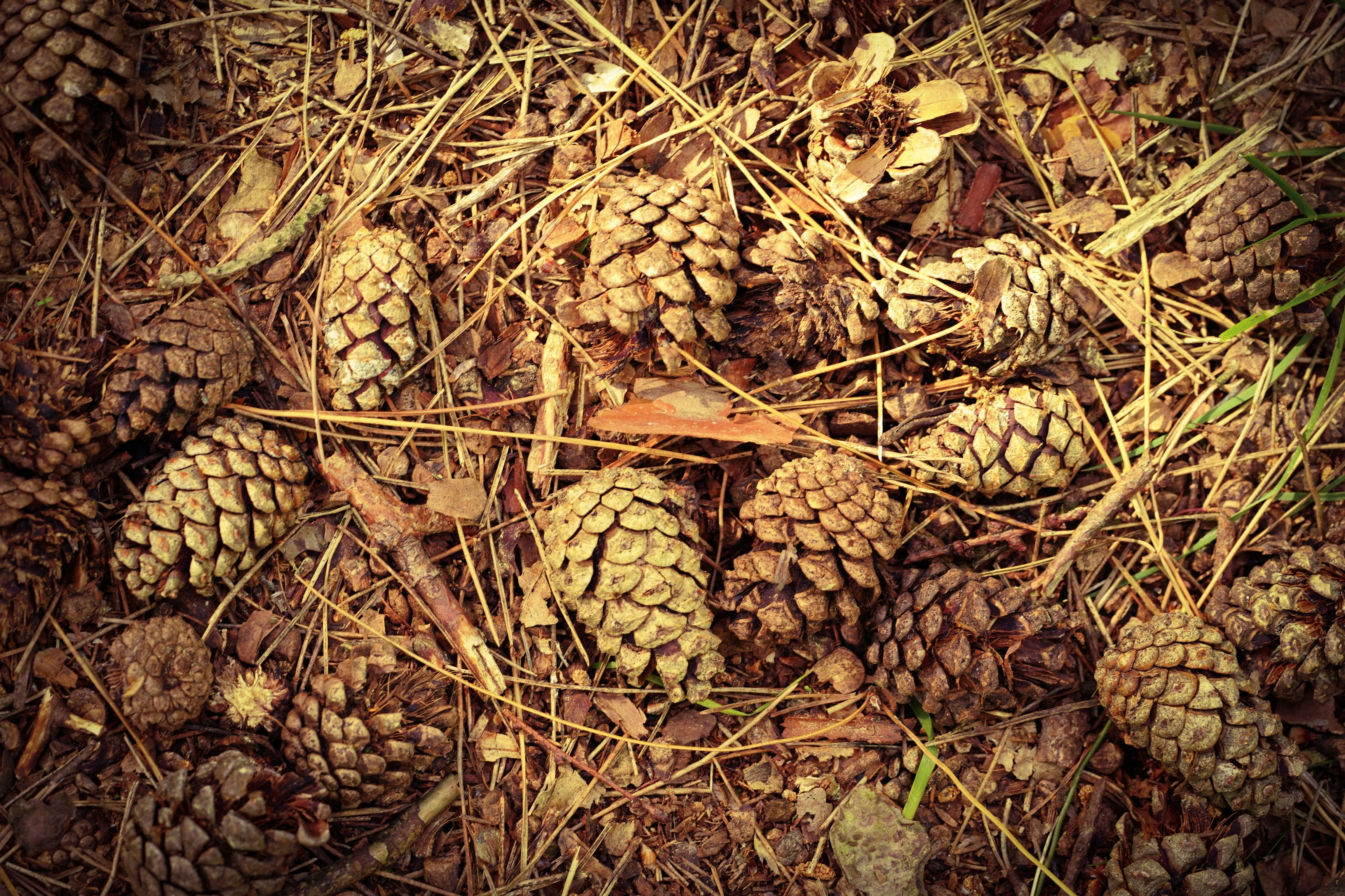 a pile of pine cones