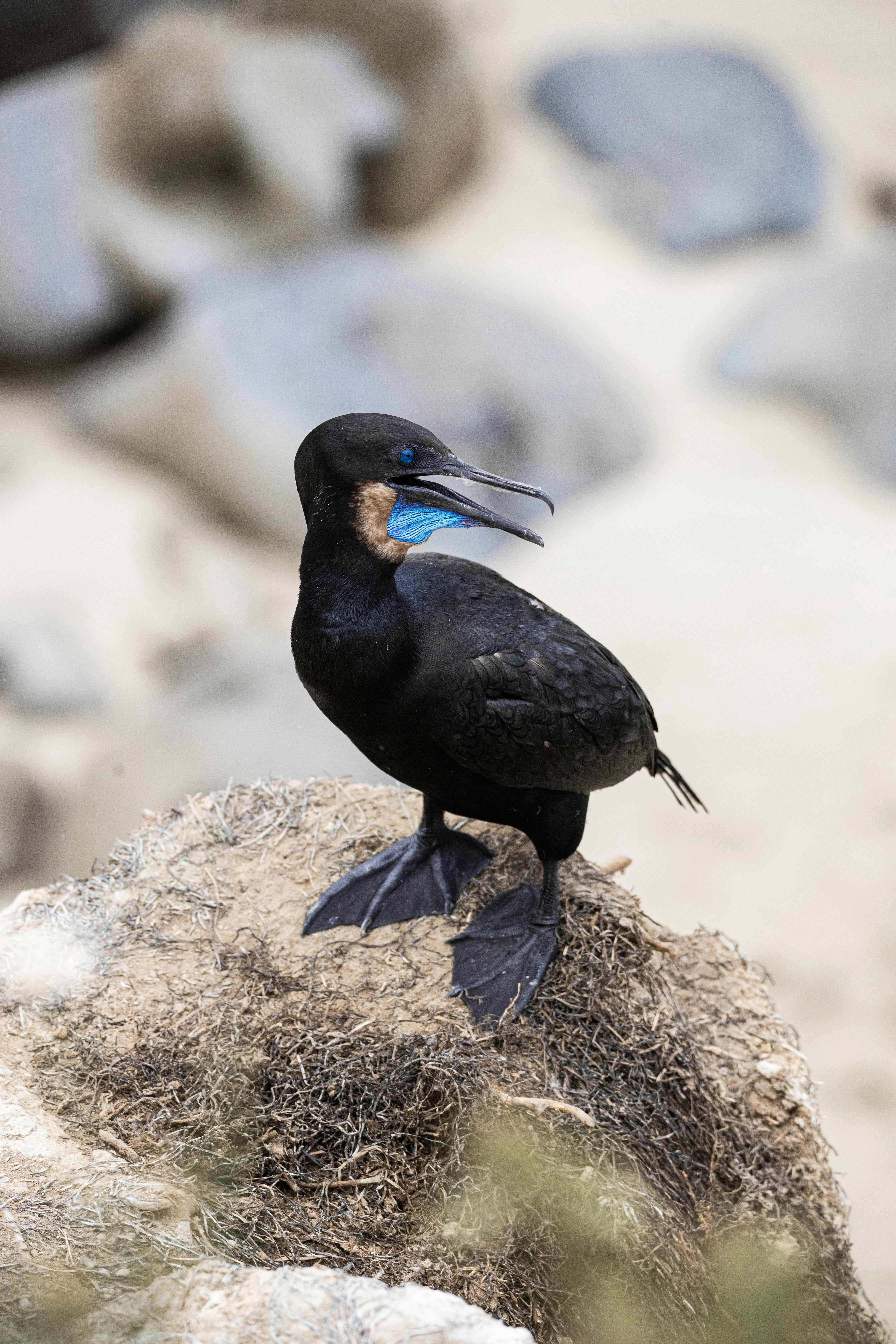 Azure-throated Watcher Perched on a Weathered Boulder