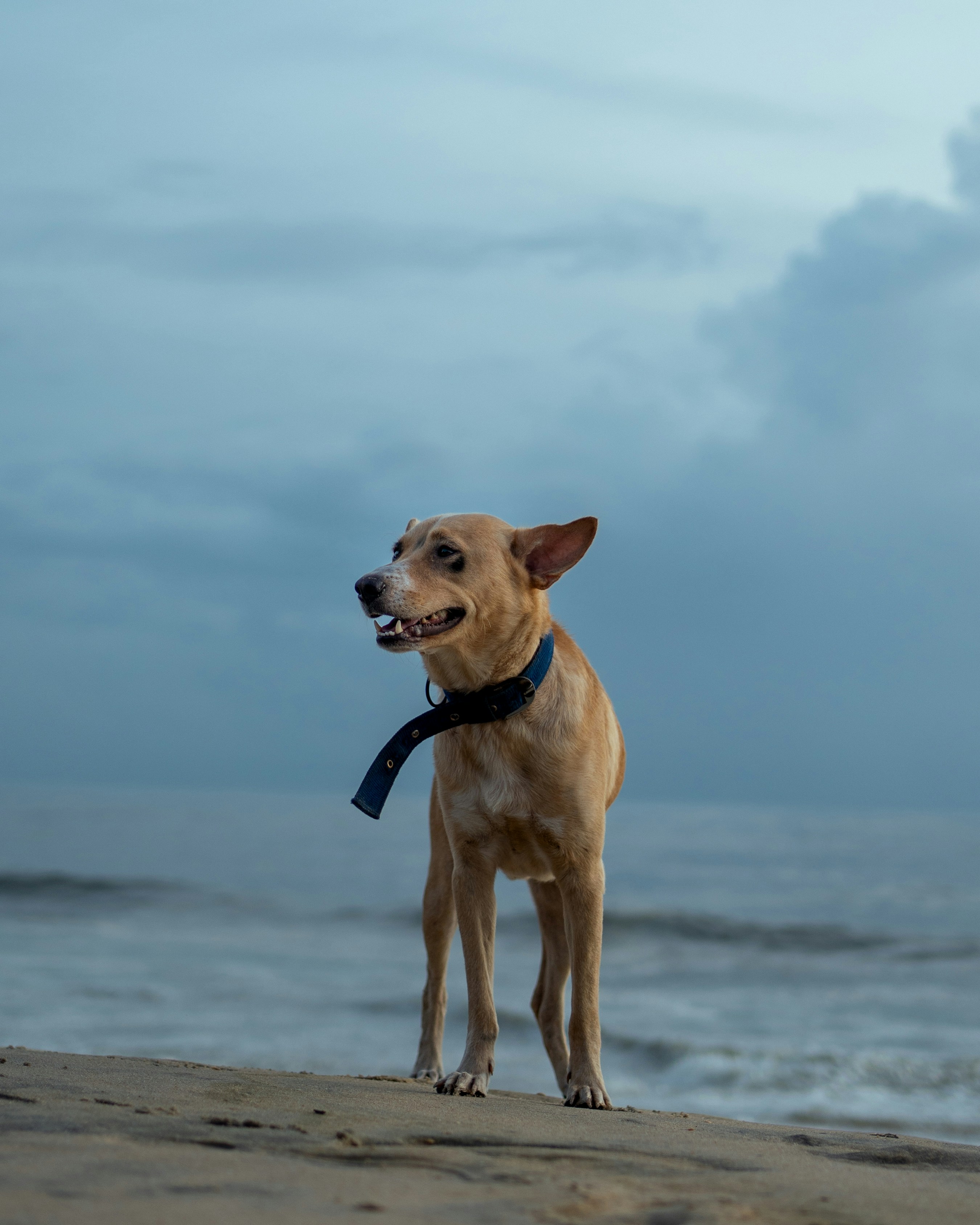 A playful dog stands on the beach, gazing towards the horizon as waves gently lap at the shore. The cloudy sky adds a serene backdrop.