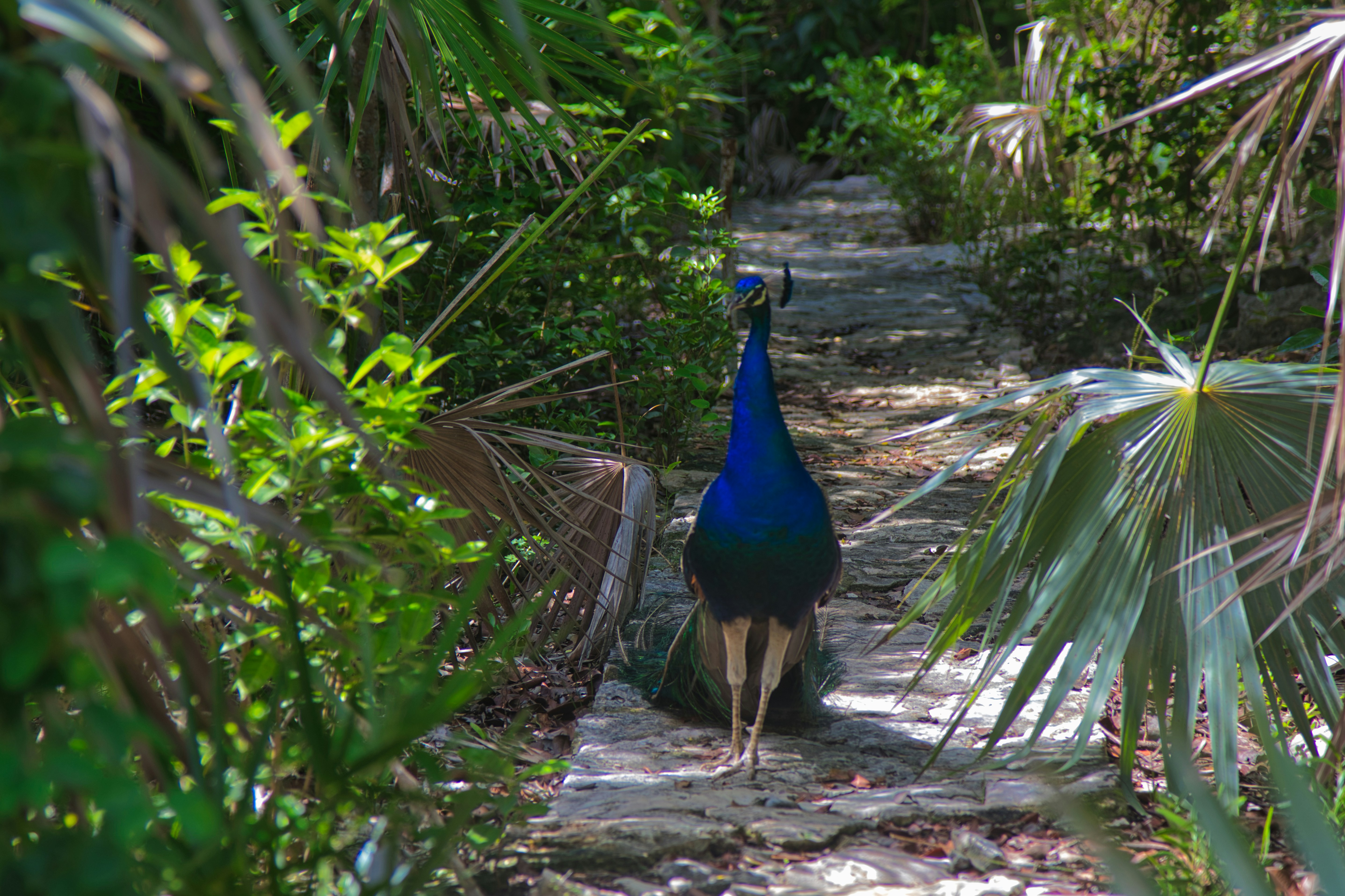 Blue Traveler on a Sunlit Garden Path