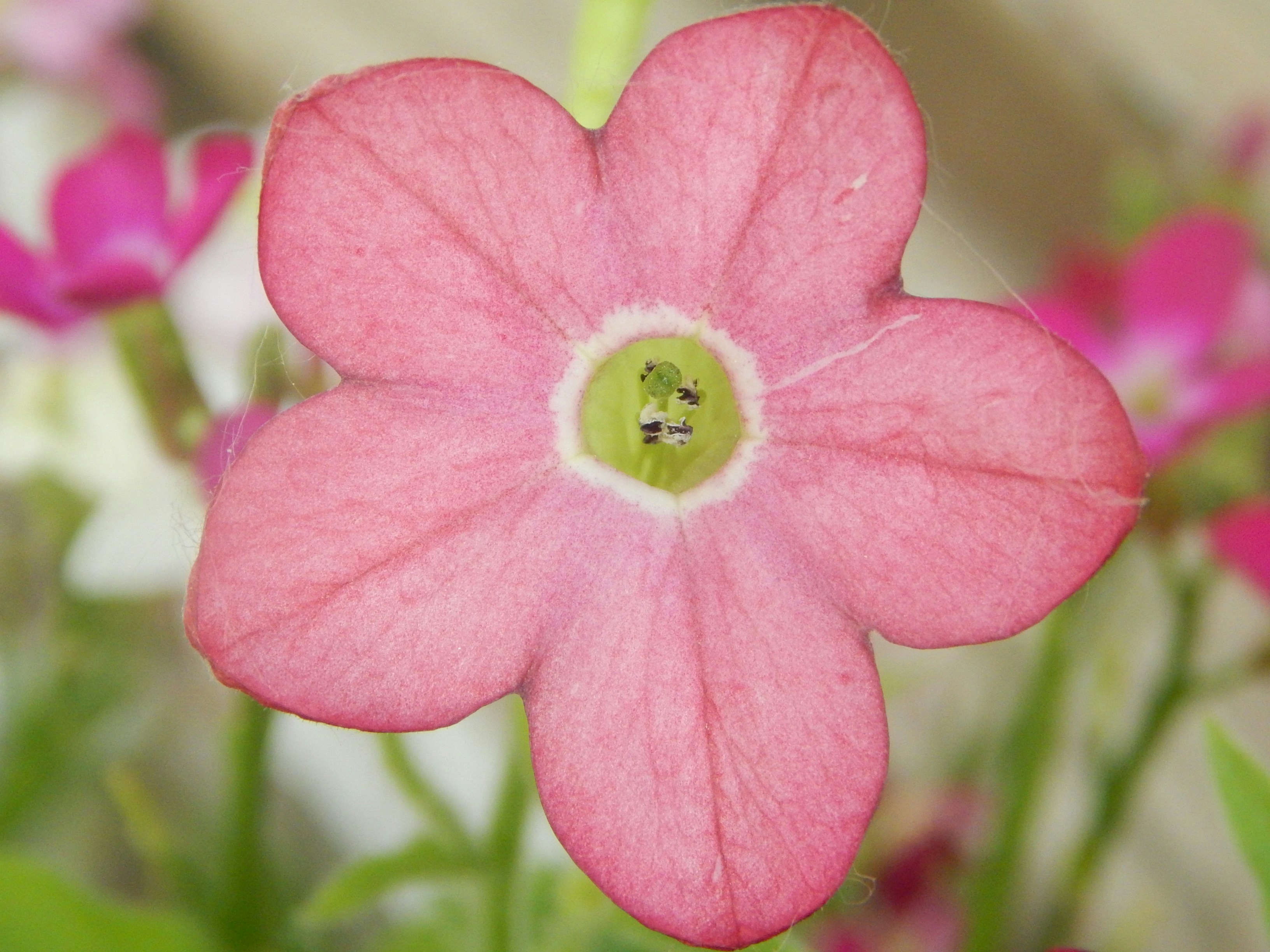 Center Stage: Five-Petal Pink Bloom with Mint Center