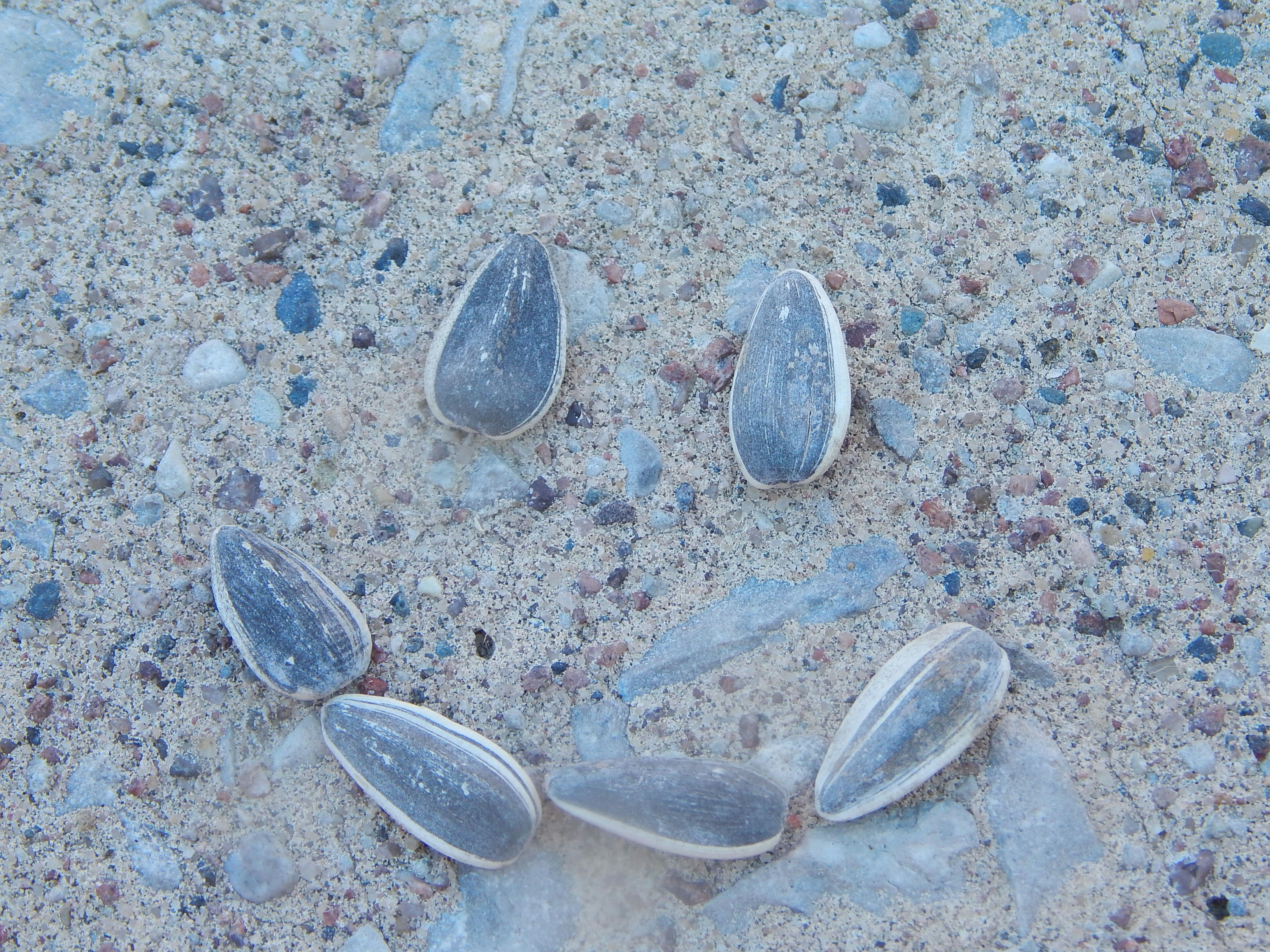 a group of shells on the sand