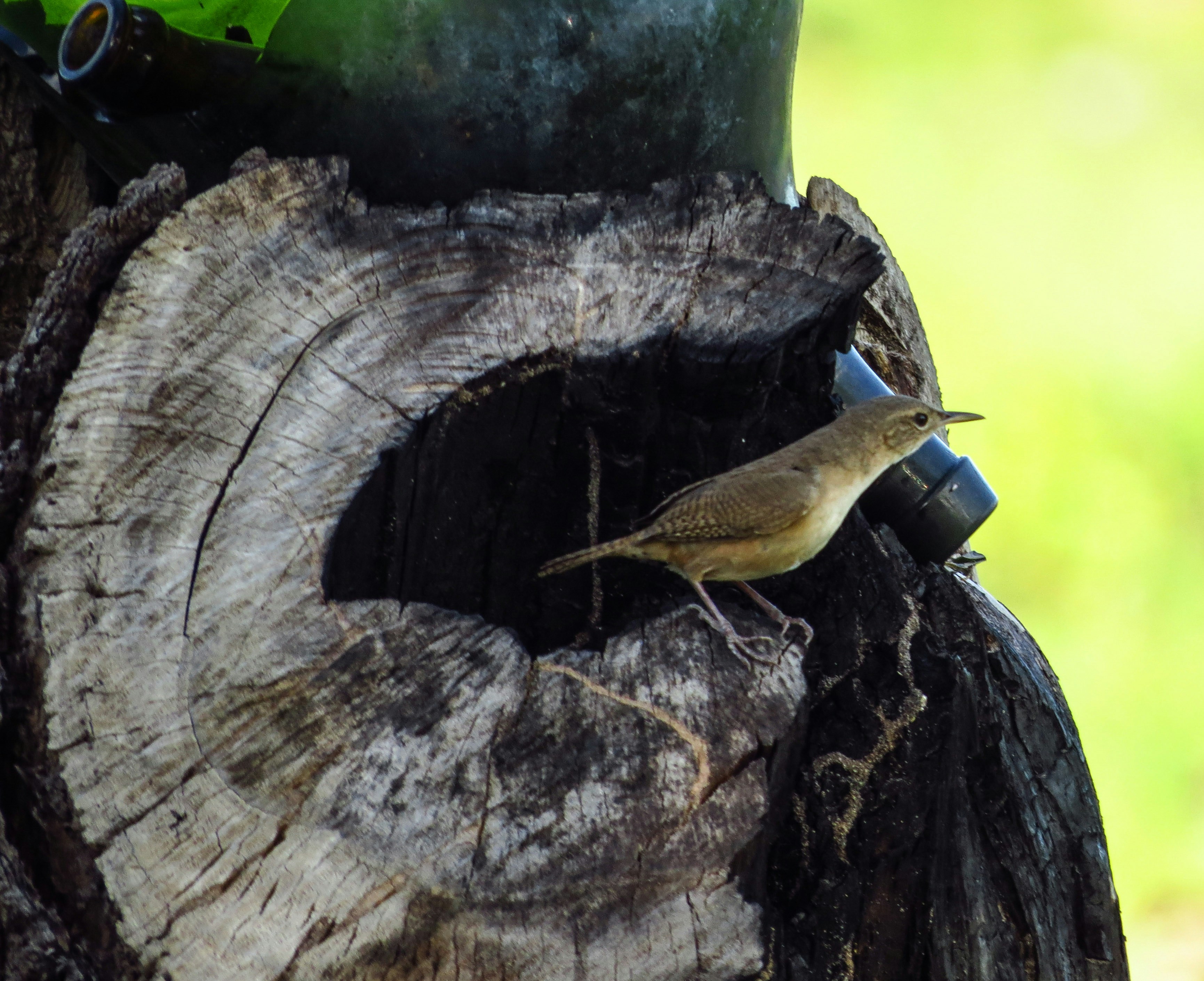 Warbler at the Edge of a Weathered Log Beside a Hidden Lens