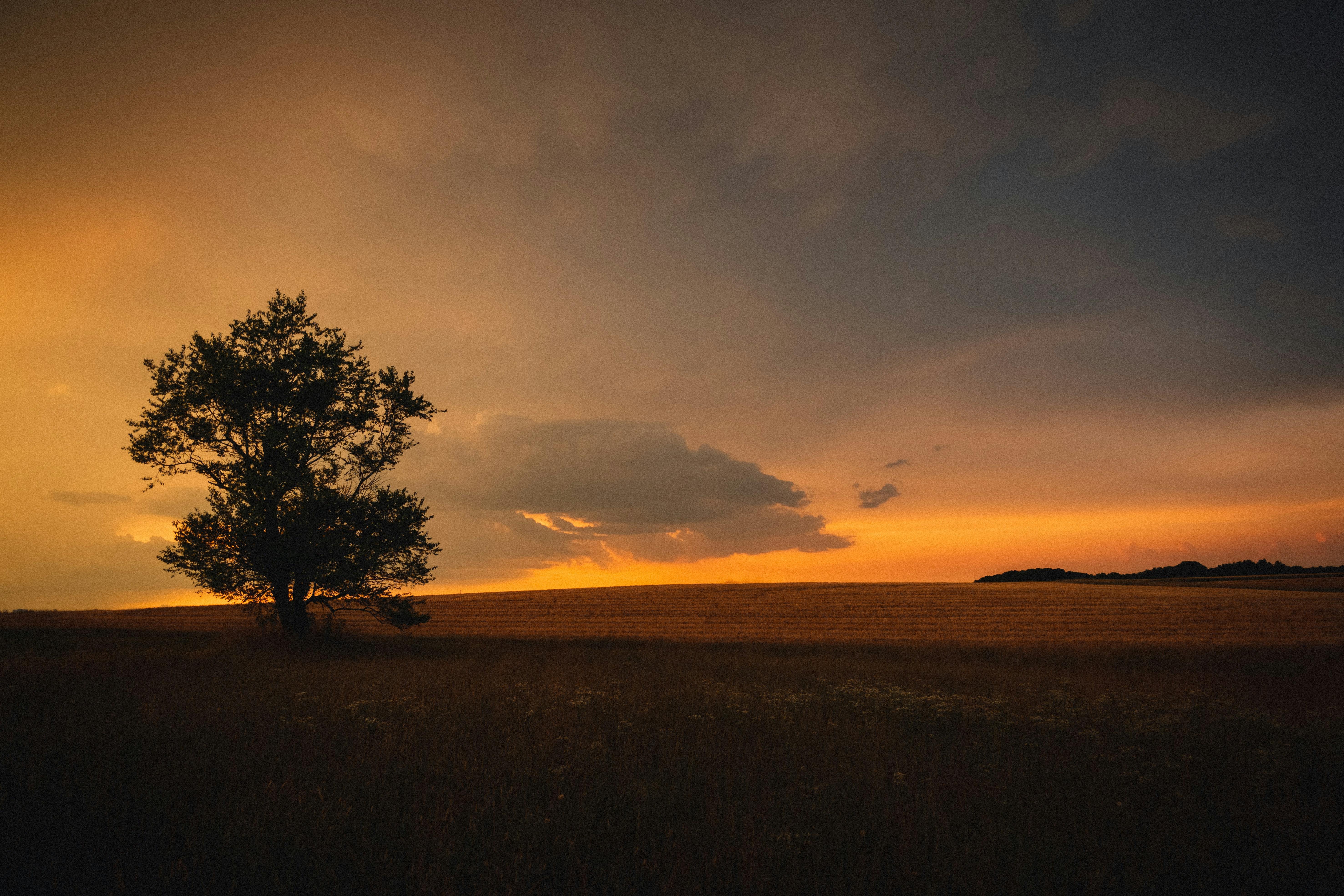A solitary tree stands against a backdrop of a vibrant sunset, casting long shadows over a golden field. The scene embodies the tranquility of dusk.