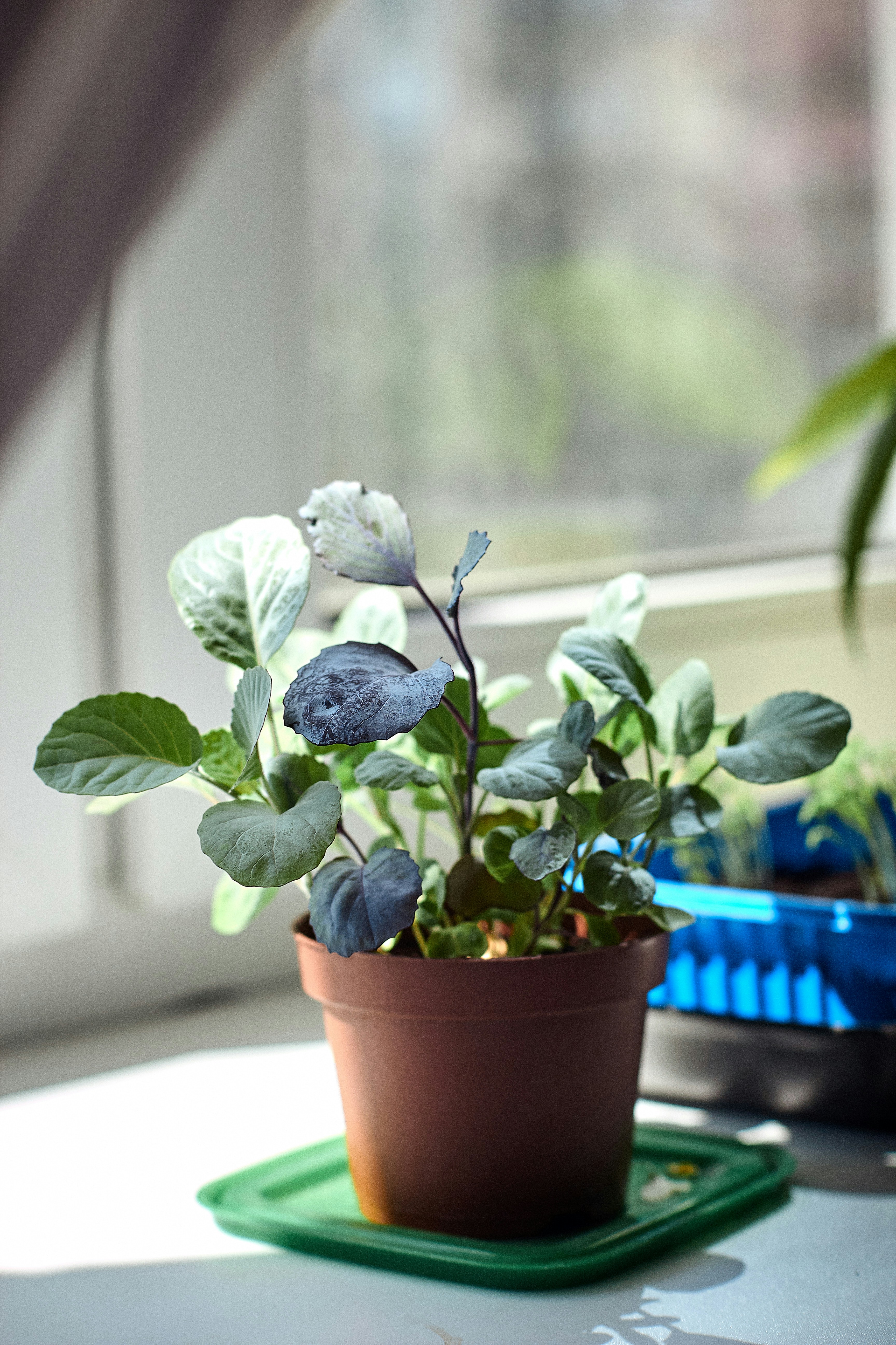 a plant in a pot