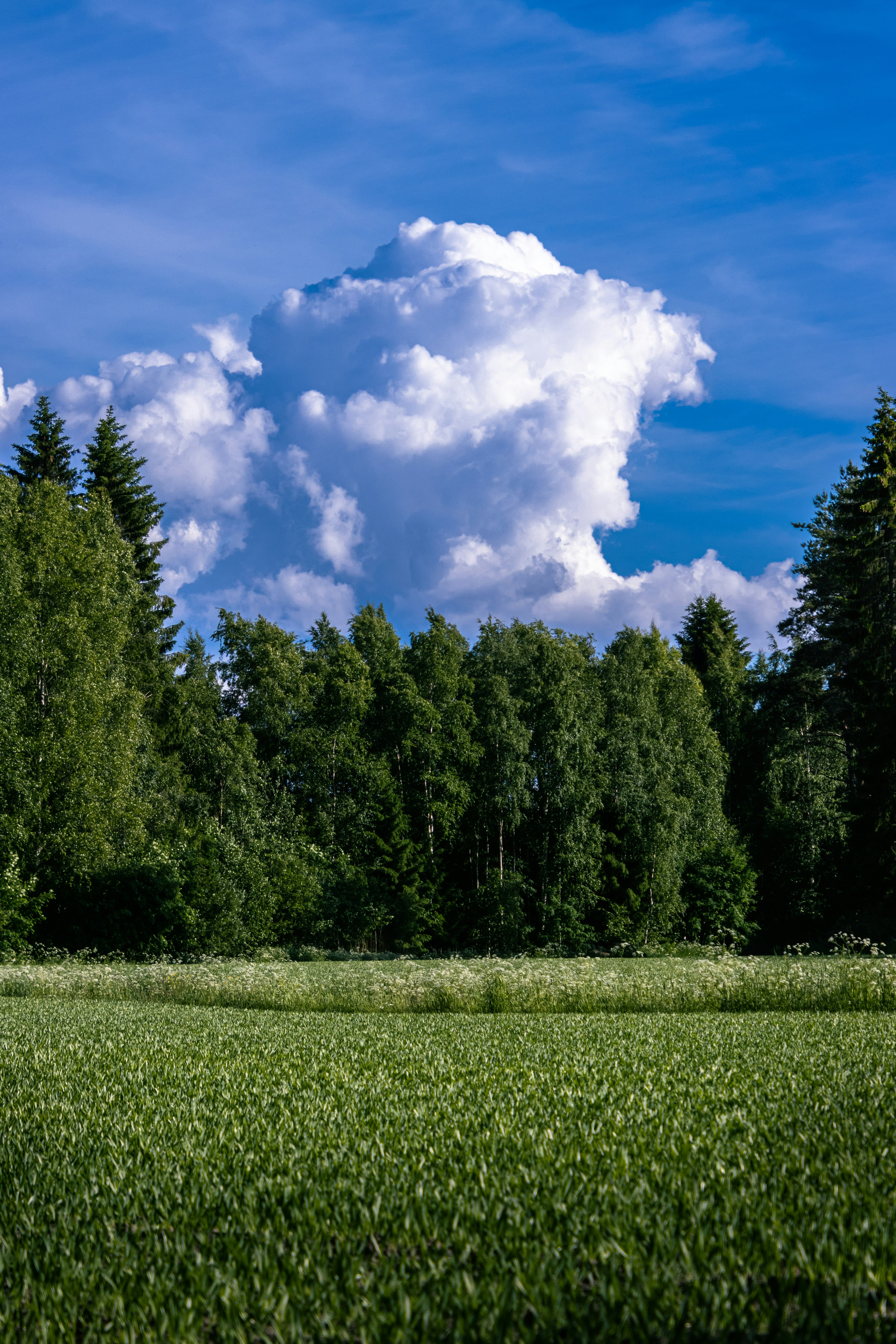 a large field of grass with trees in the background