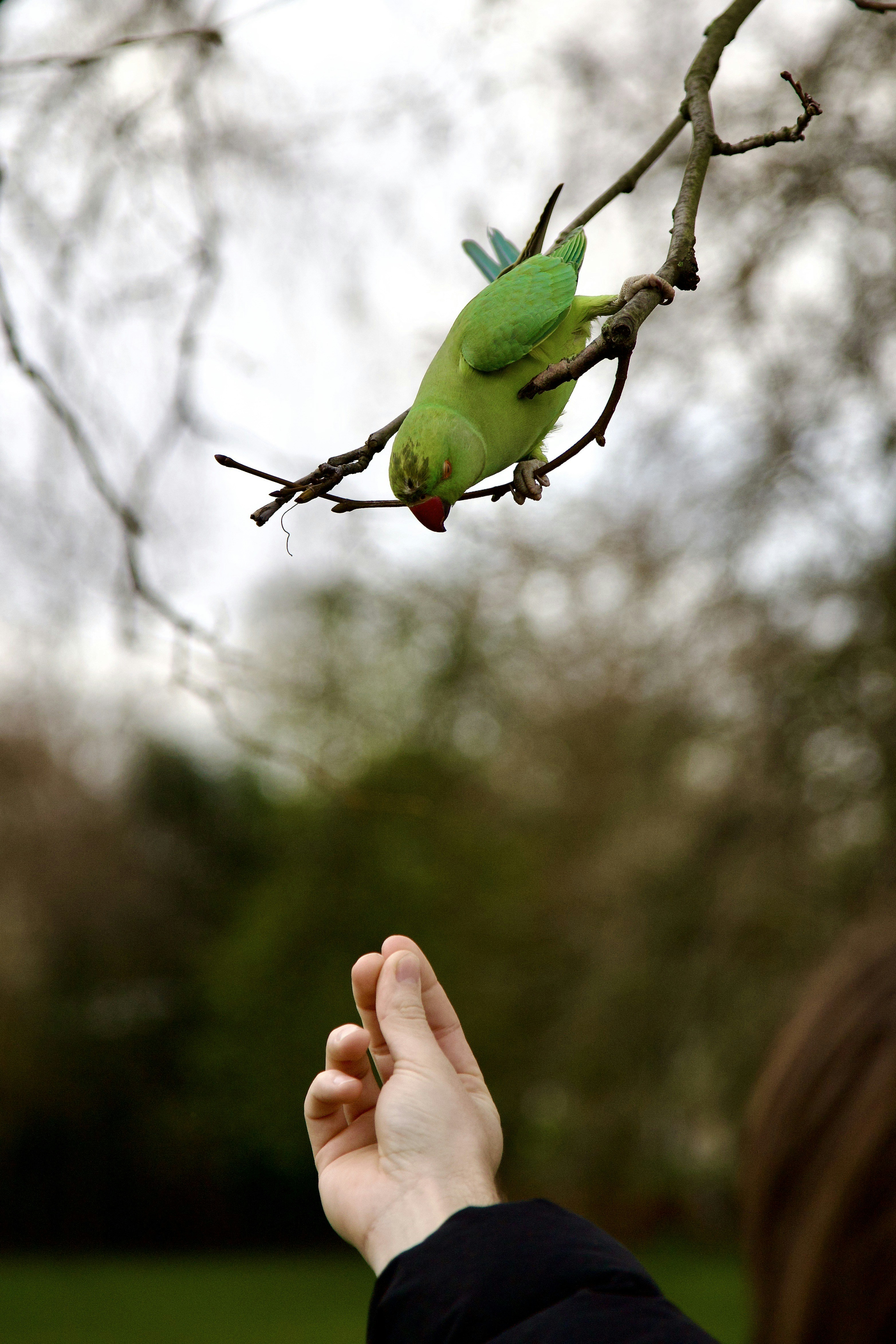 Upside-Down Moment: A Green Parrot Reaches Toward a Gentle Hand