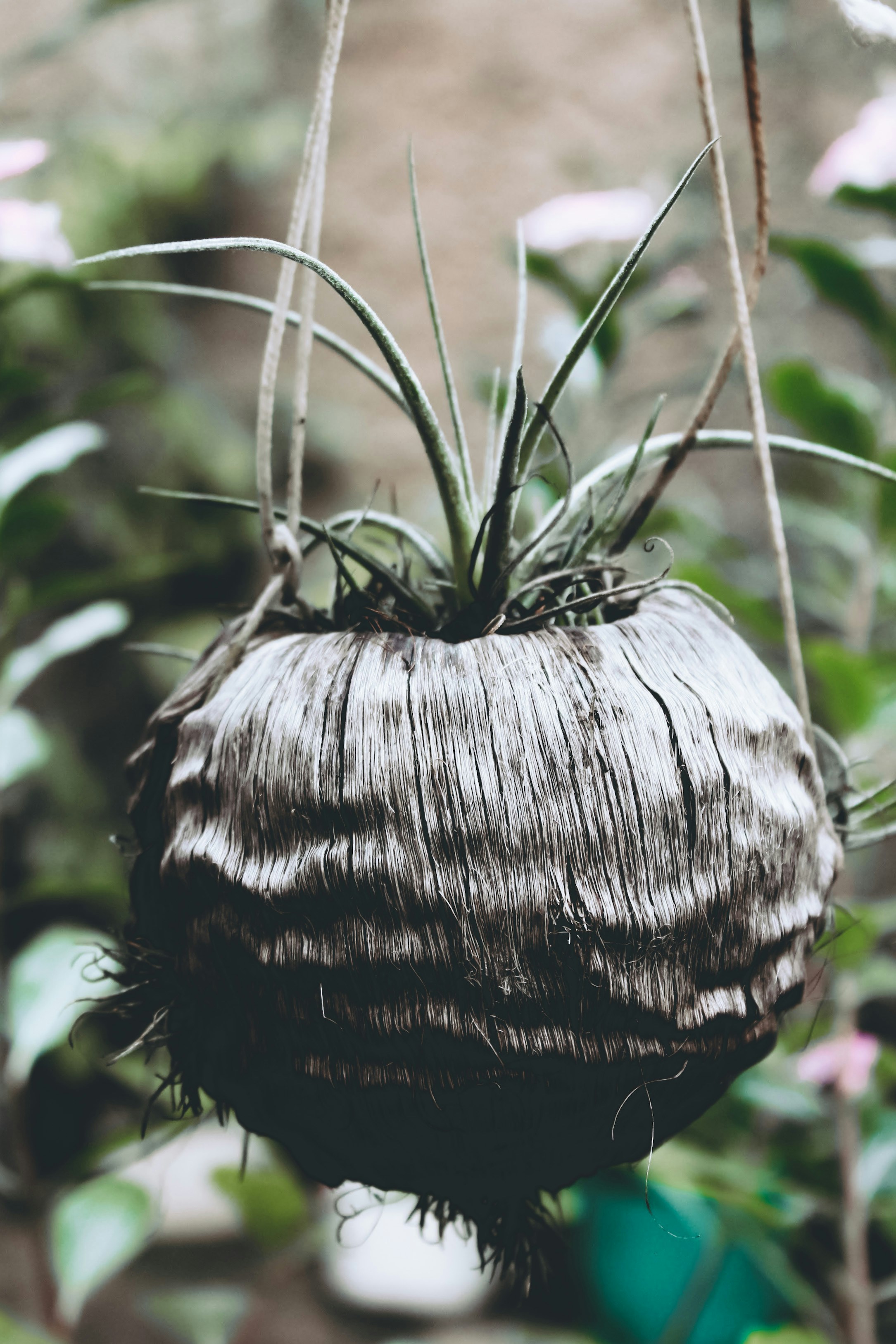 Suspended Coconut Husk Planter with Air Plant in a Quiet Garden