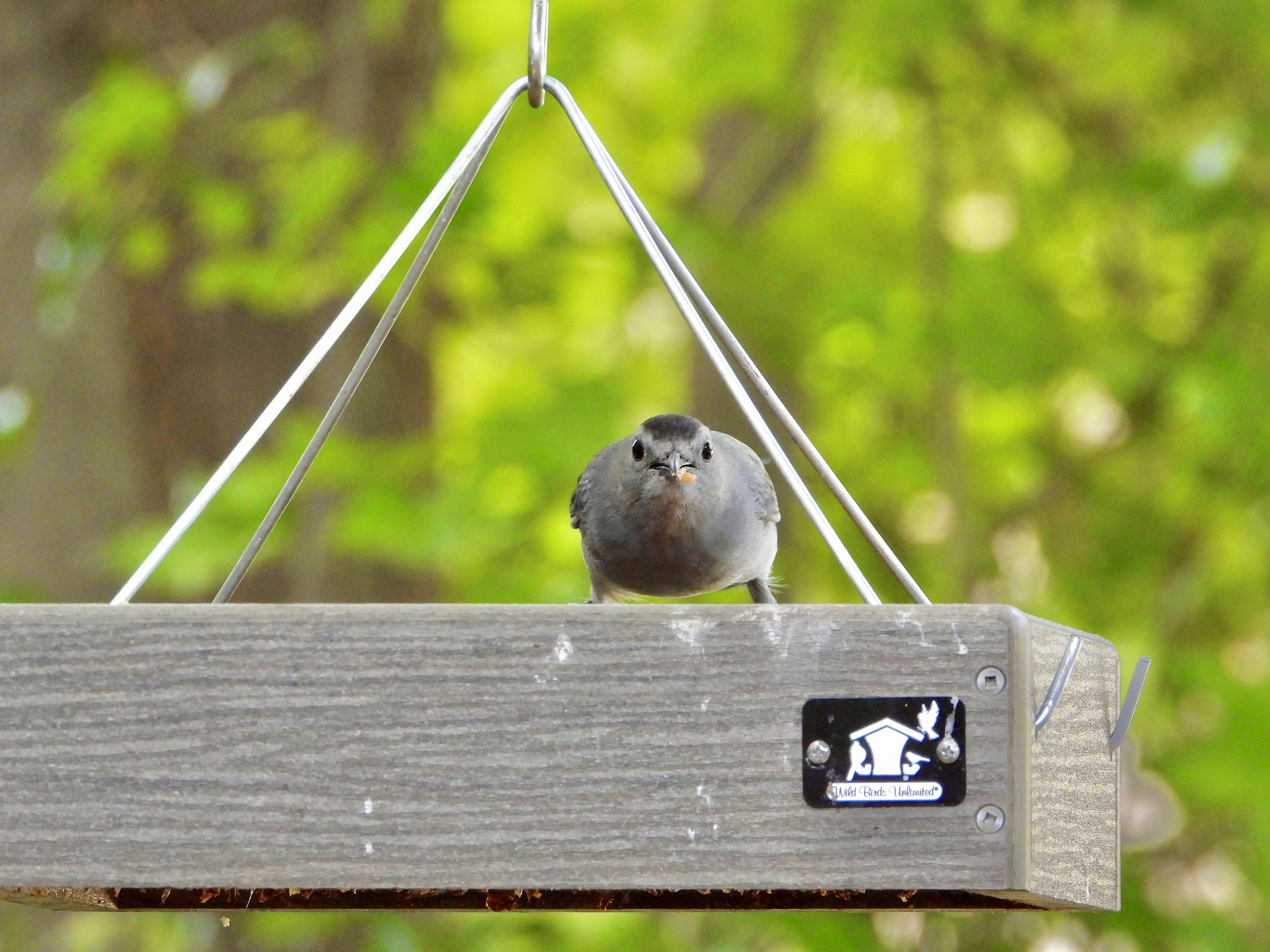 Sample photo from Nikon Coolpix P1000