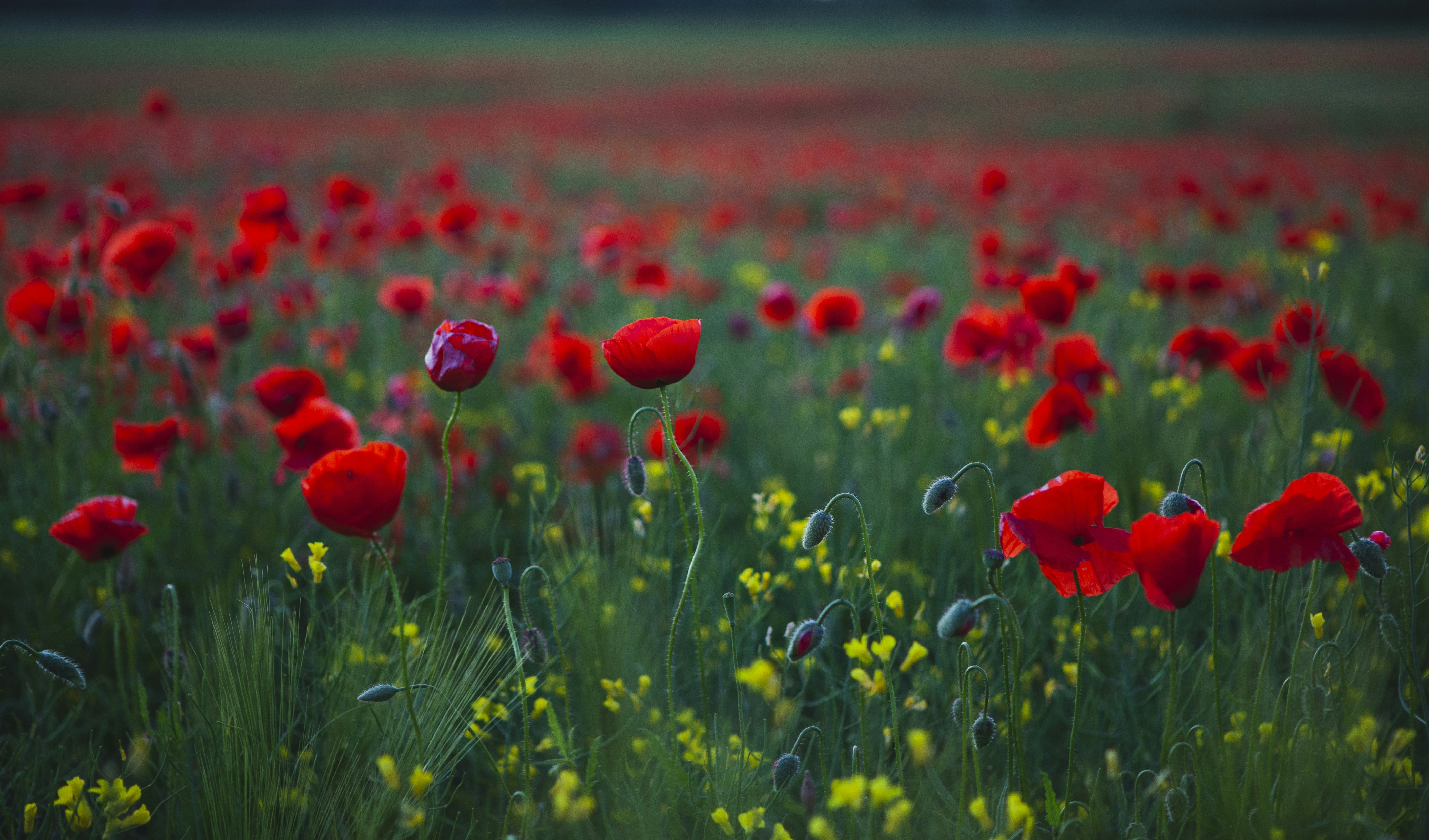 Un champ de fleurs rouges photo – Photo Plante Gratuite sur Unsplash