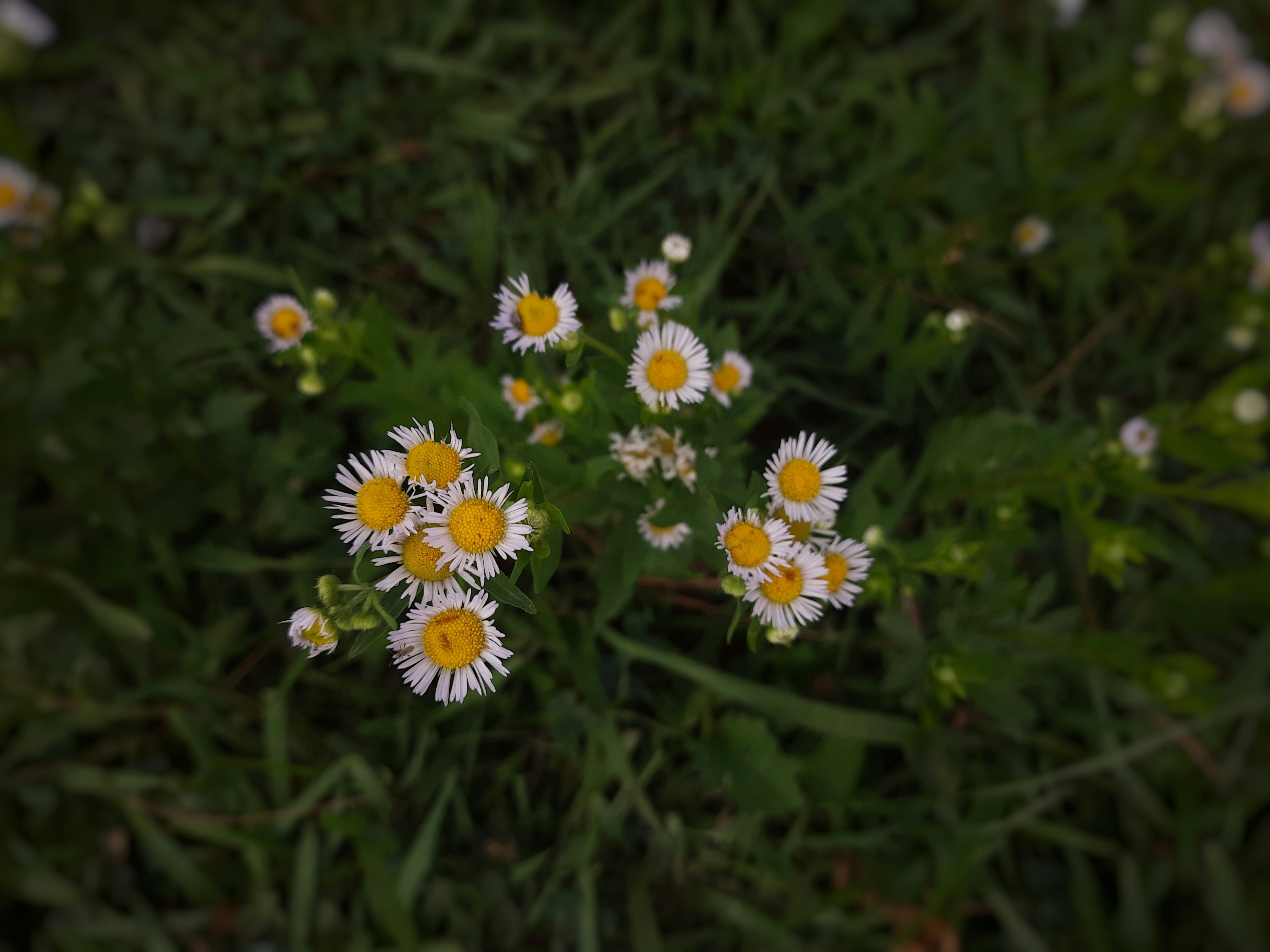 Cluster of white and yellow daisies blooming amidst lush green grass.