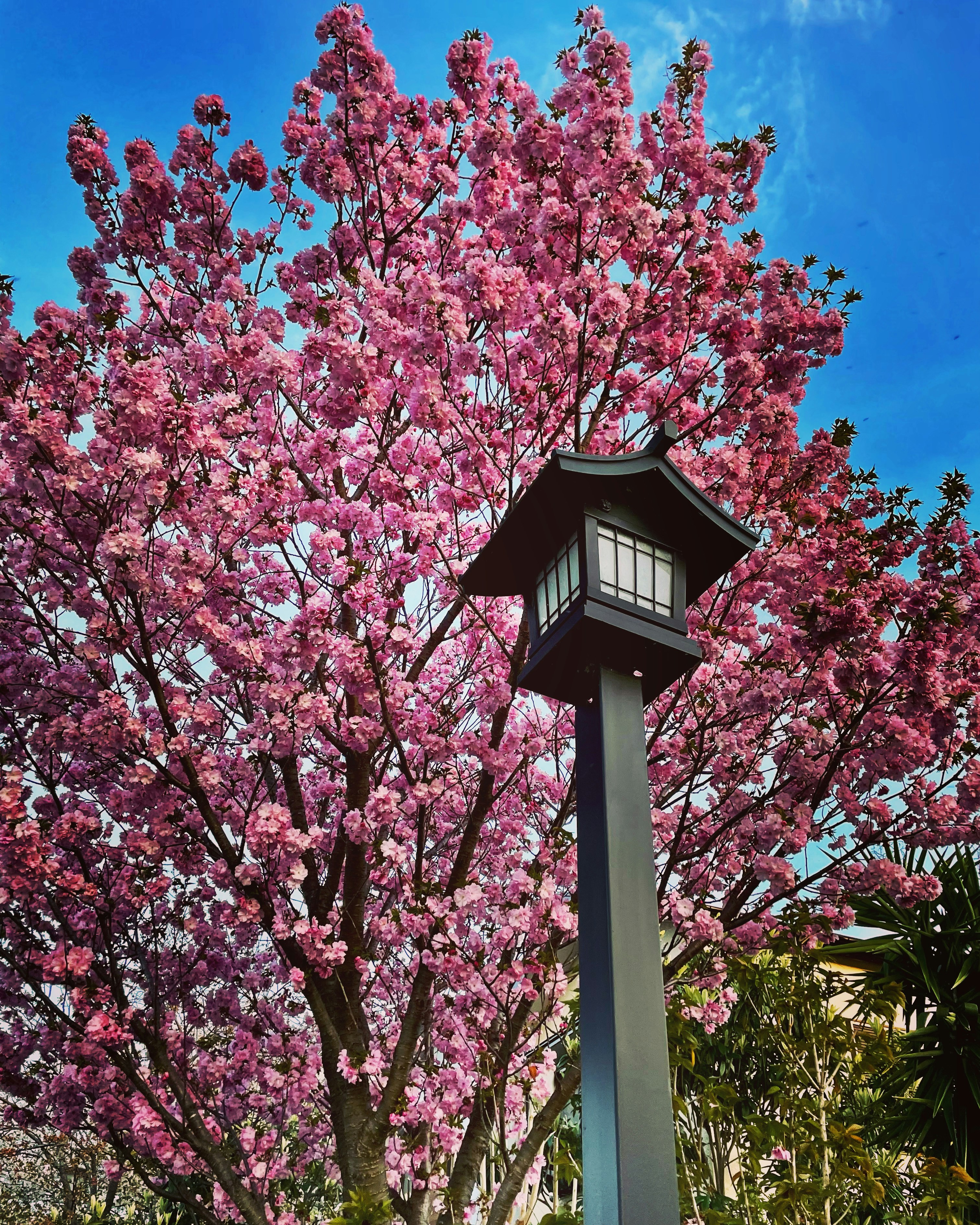 a lamp post with pink flowers on it