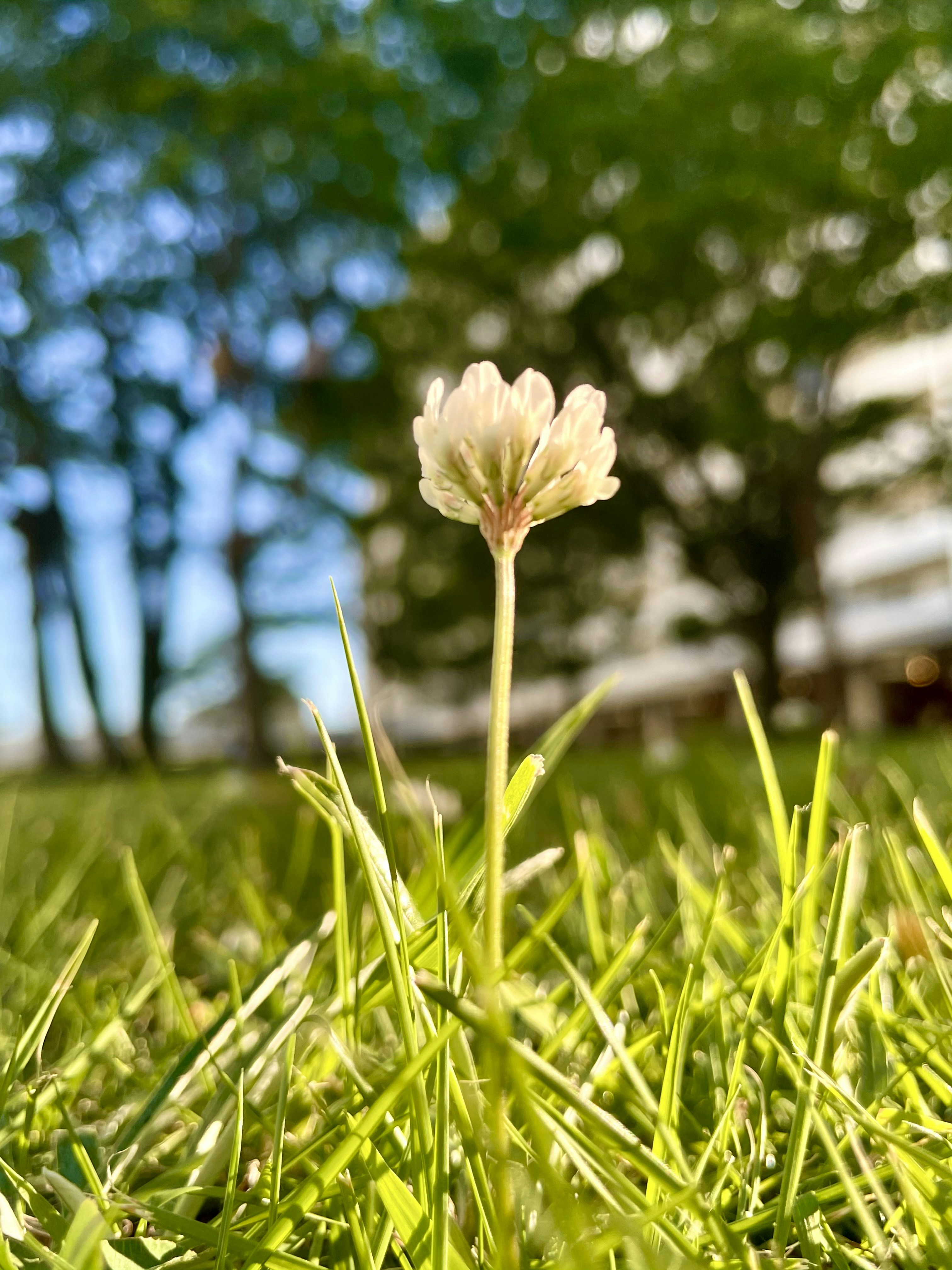 Single pale flower rising from sunlit lawn