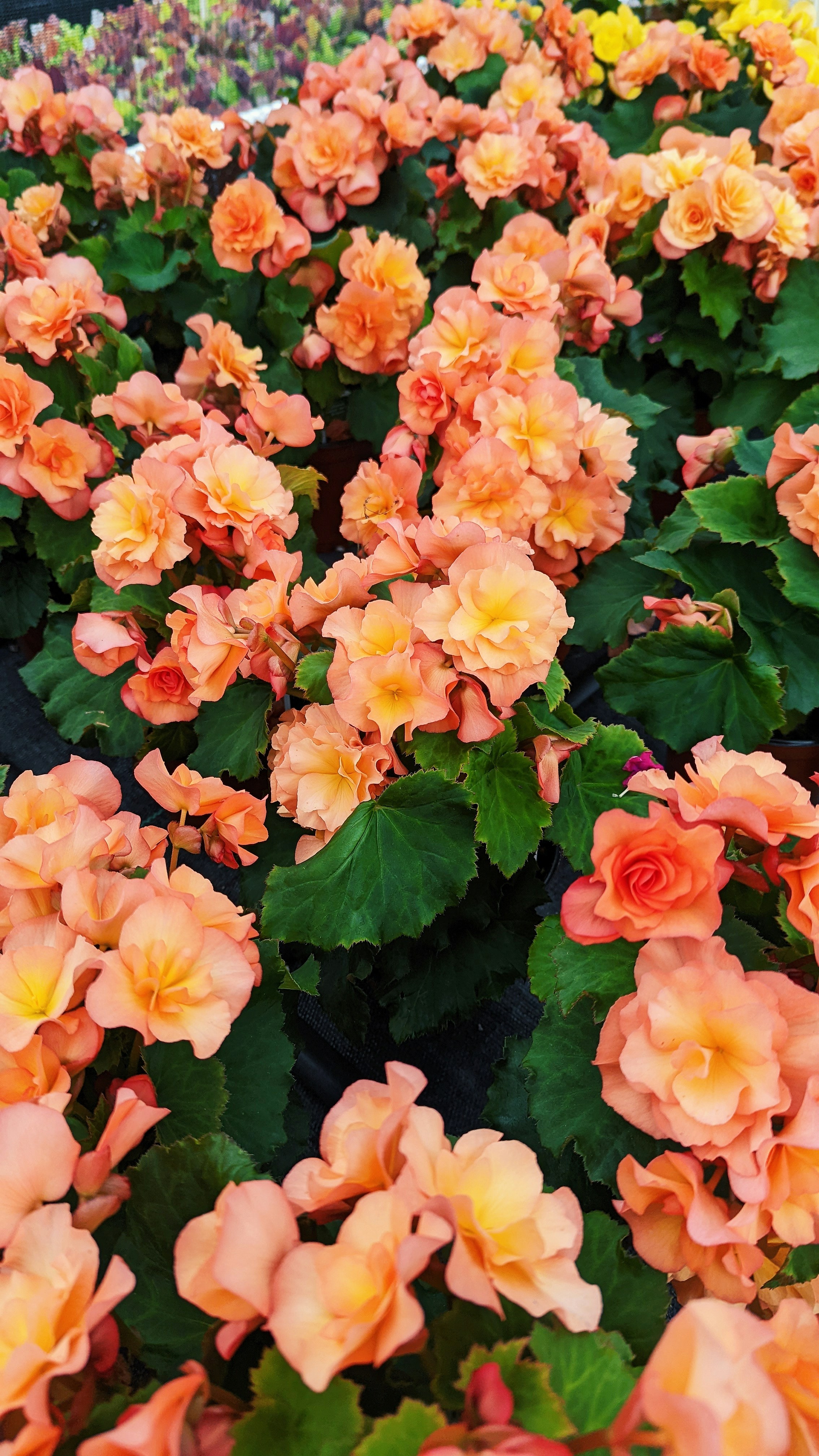 Dense clusters of peach begonias spill across a green-leaved garden bed, captured in bright, natural light. The scene emphasizes soft coral hues and lush foliage.