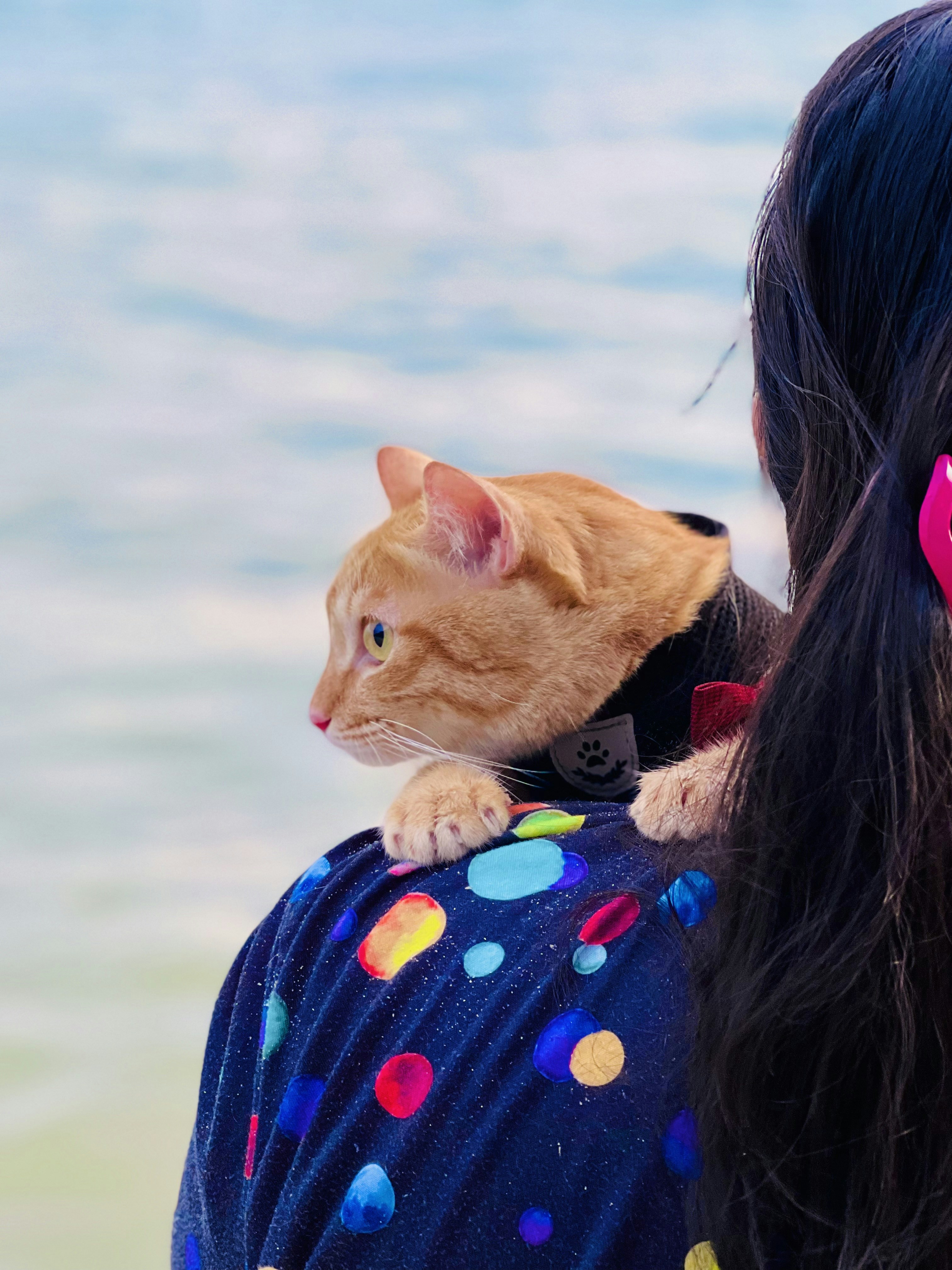 Orange Cat Perched on a Colorful Shoulder by Quiet Water