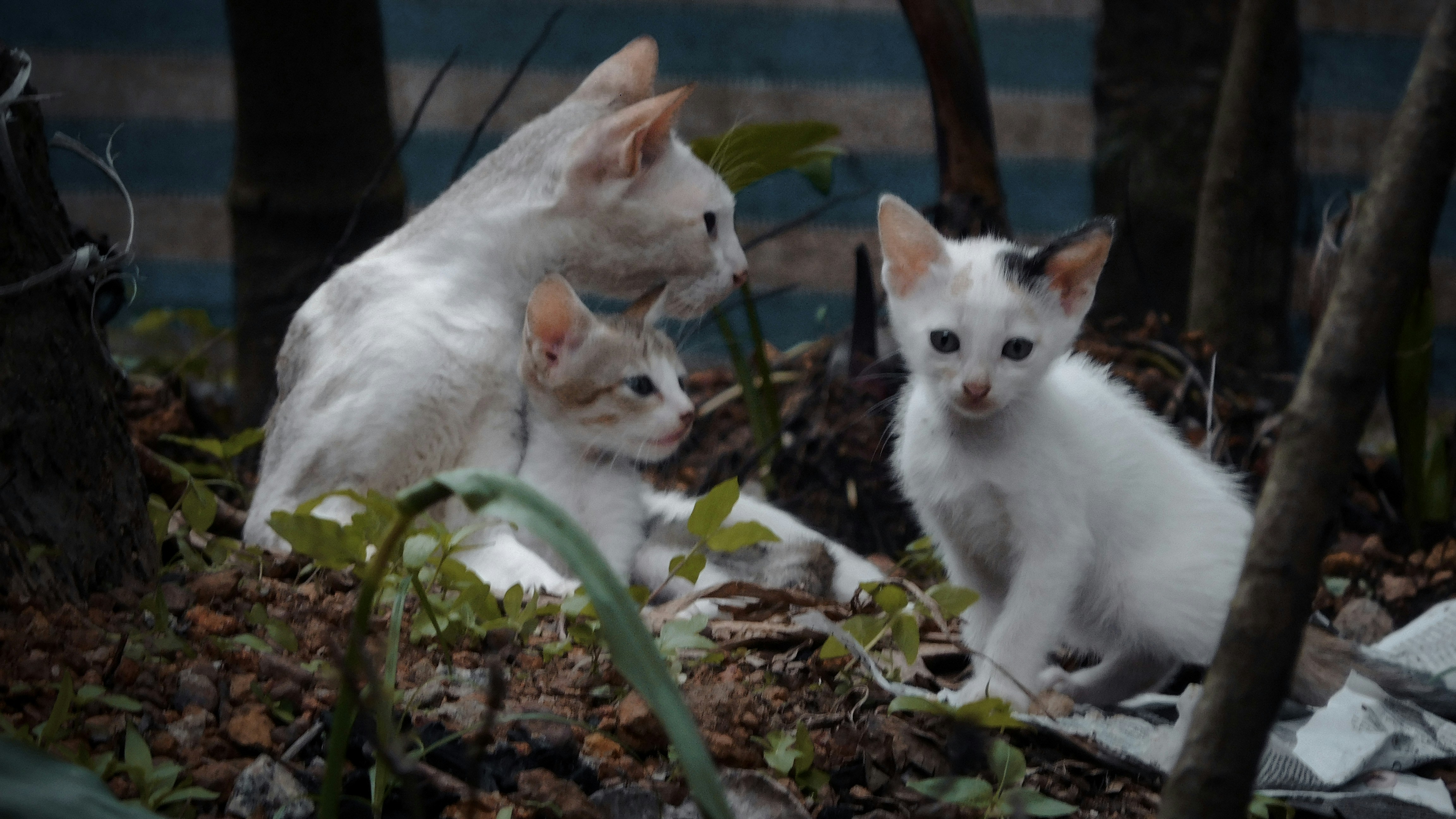 Three white kittens with subtle patches of color sit among fallen leaves and plants in a garden.