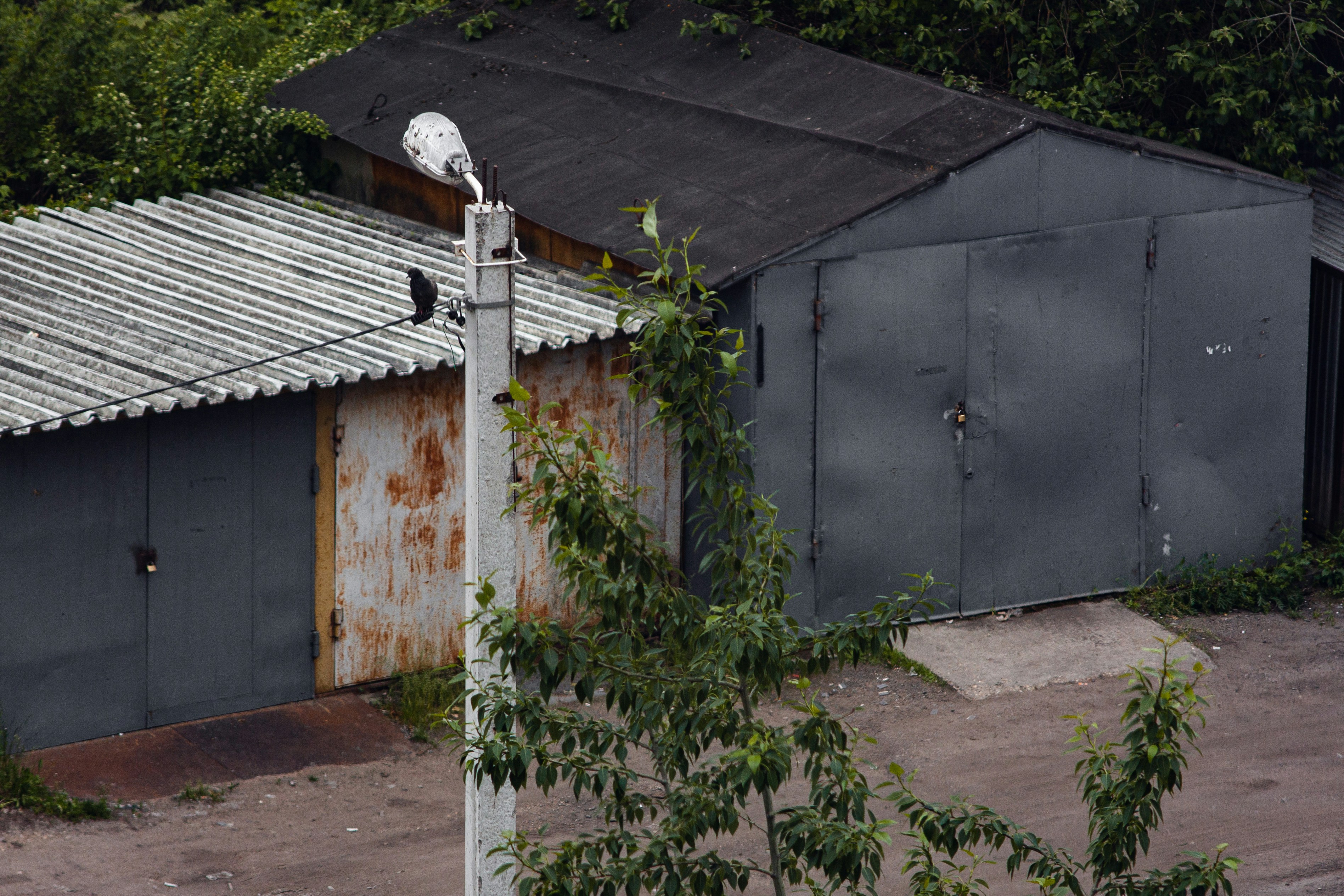 a bird on a fence