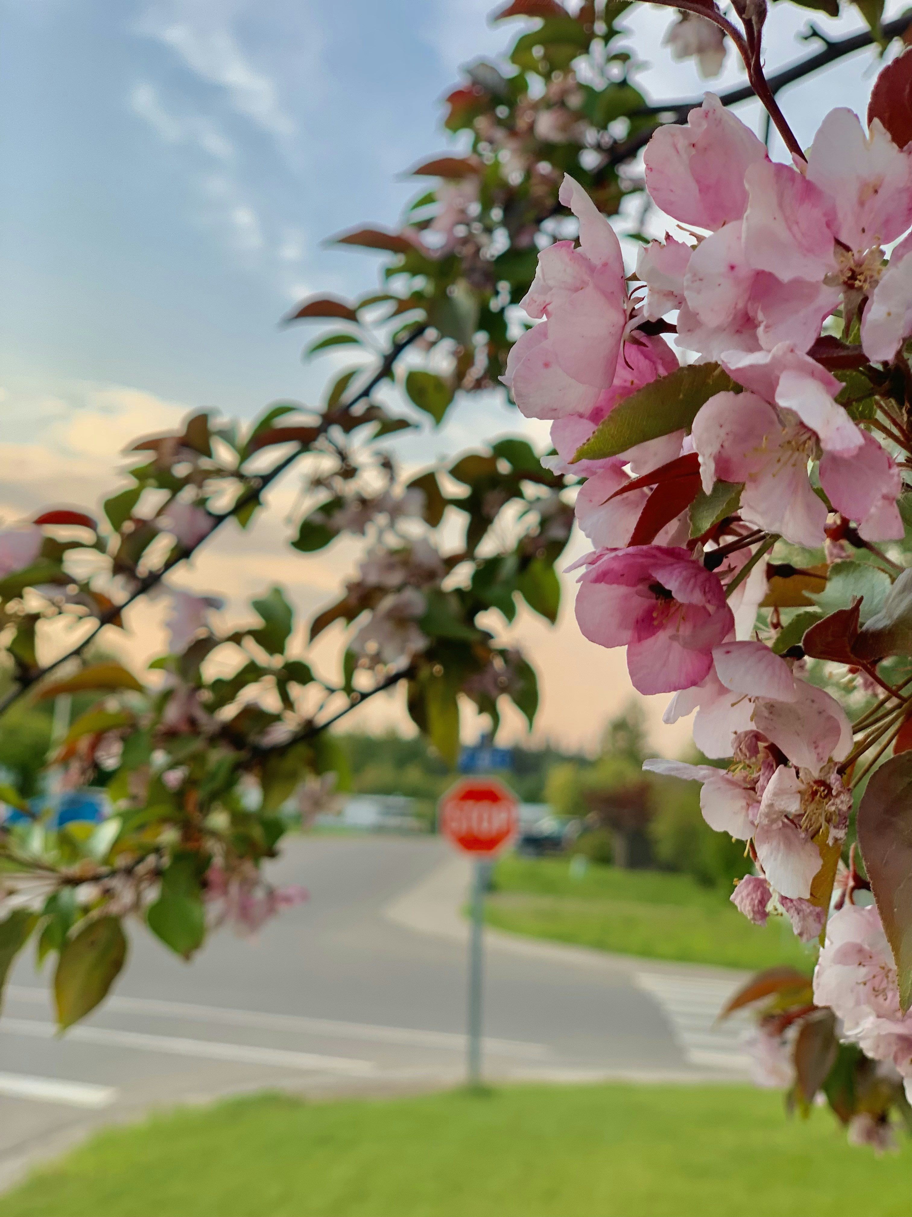 Blossoms in Focus: Pink Petals Framing a Street Quietly in Bloom