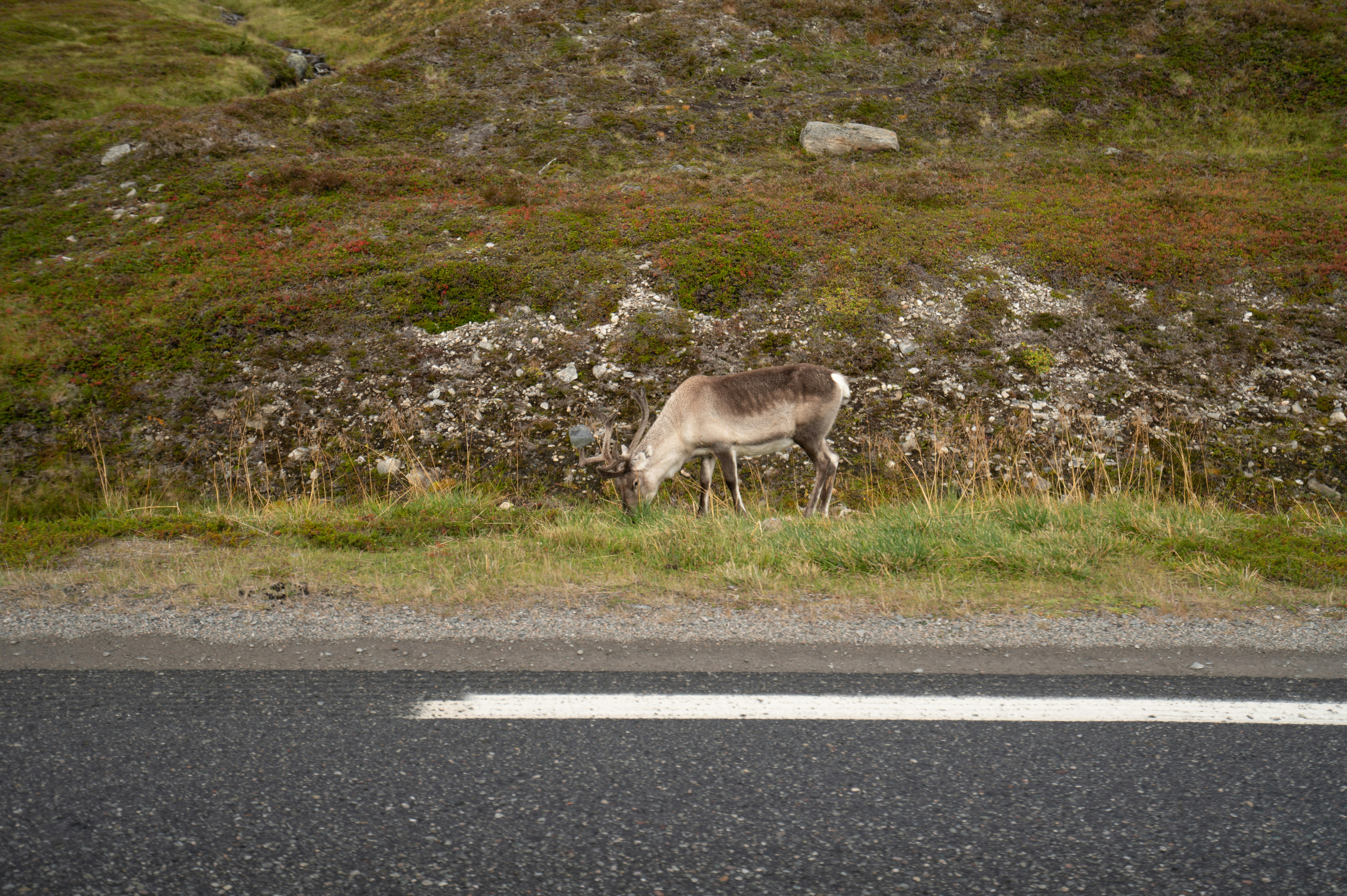 Reindeer grazing along a roadside, surrounded by lush grass and rocky terrain. The scene captures the tranquility of wildlife in its natural habitat.
