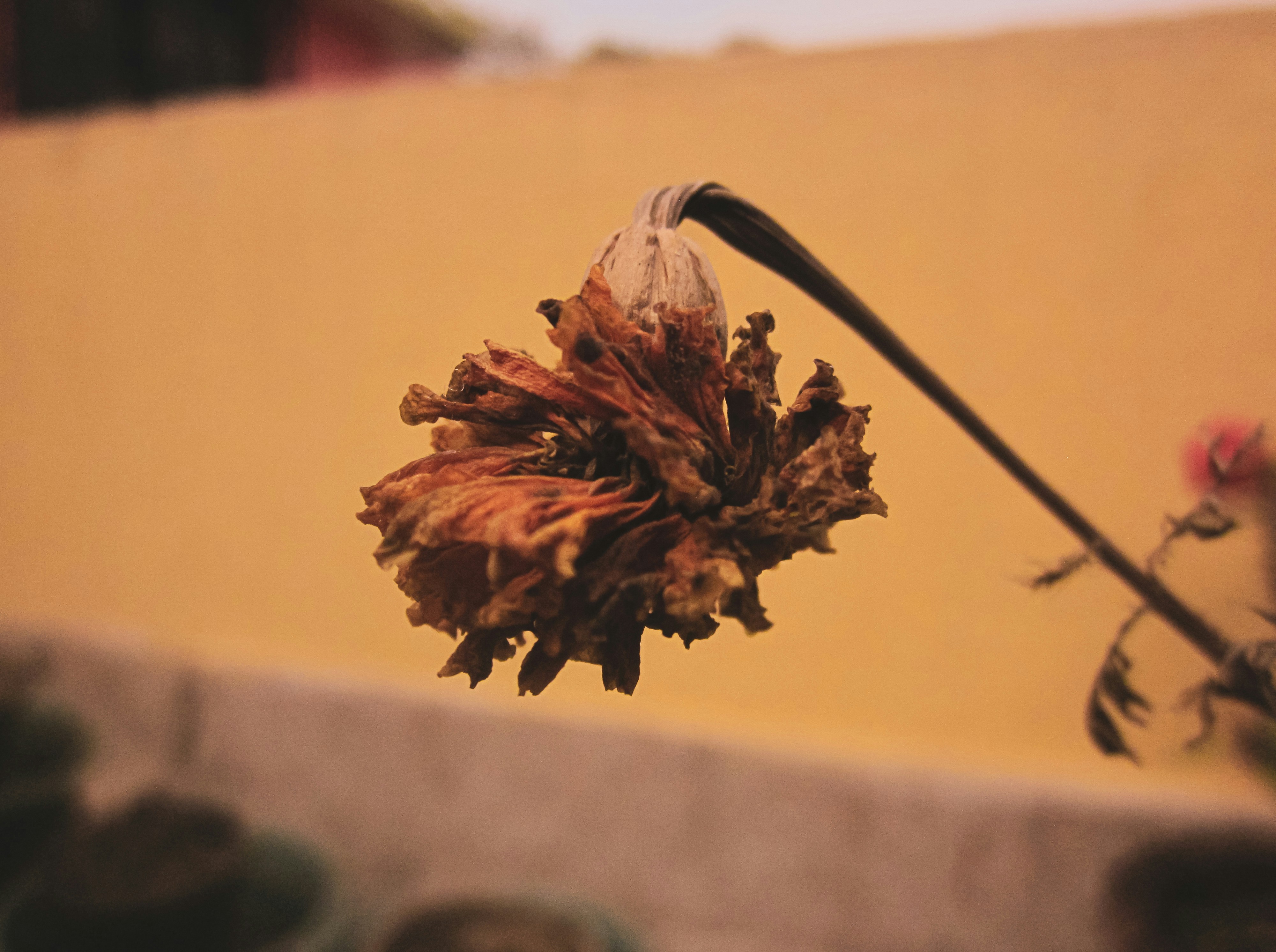 Wilted bloom on a sunlit balcony edge
