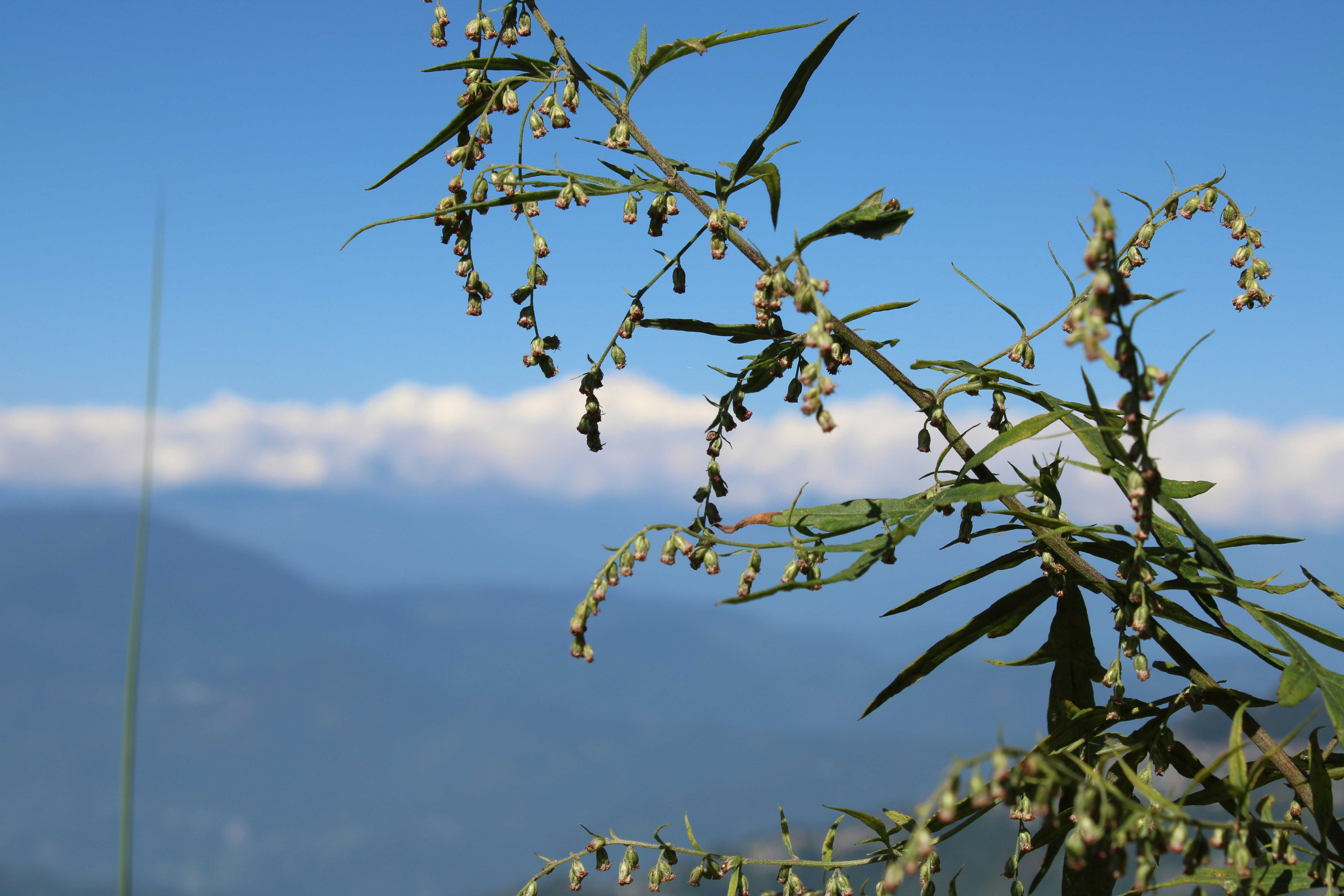 A tree with leaves photo – Free Darjeeling Image on Unsplash