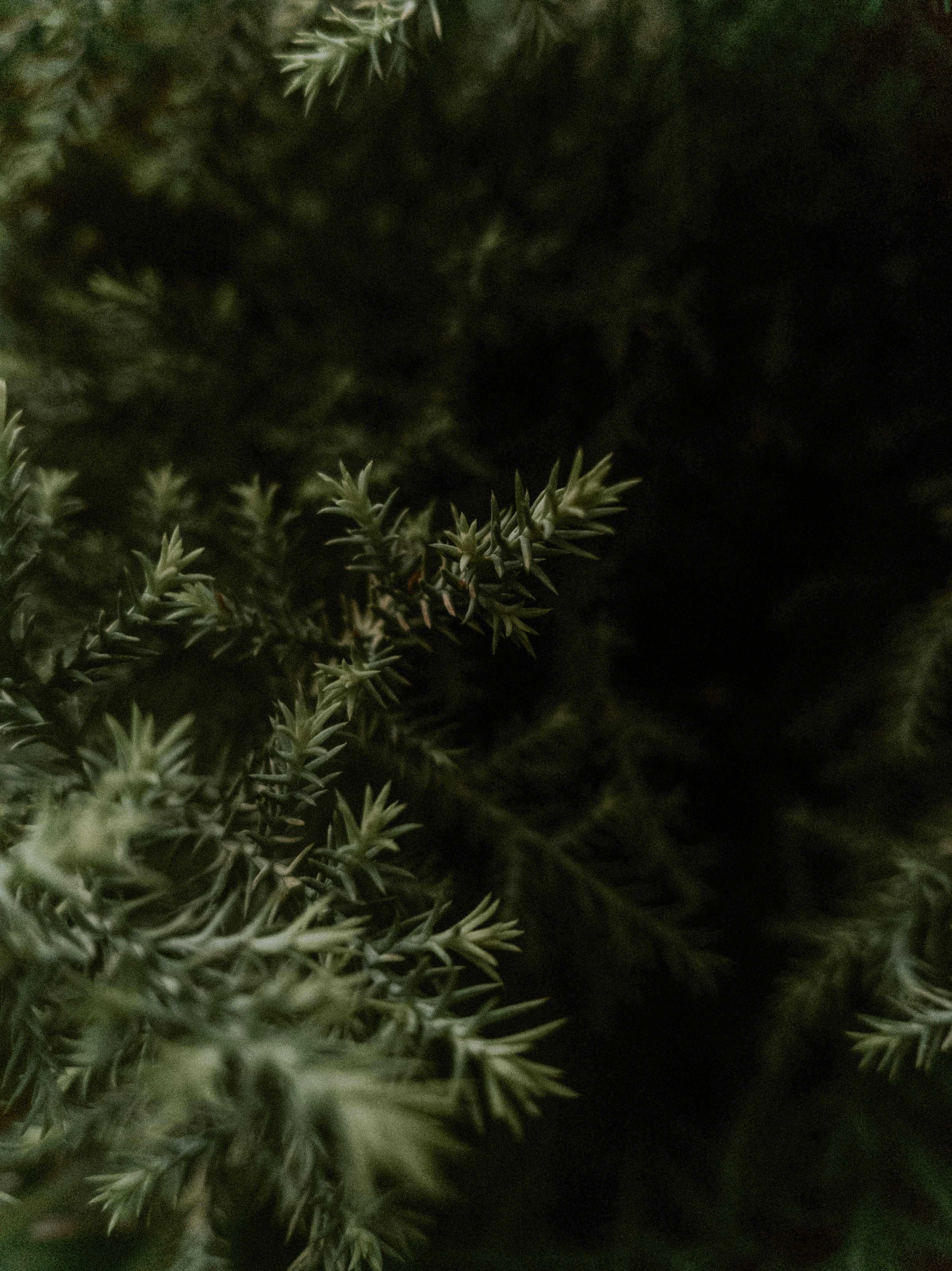 Close-up of delicate green foliage, creating a textured tapestry of nature. The dark background enhances the intricate details of the leaves.