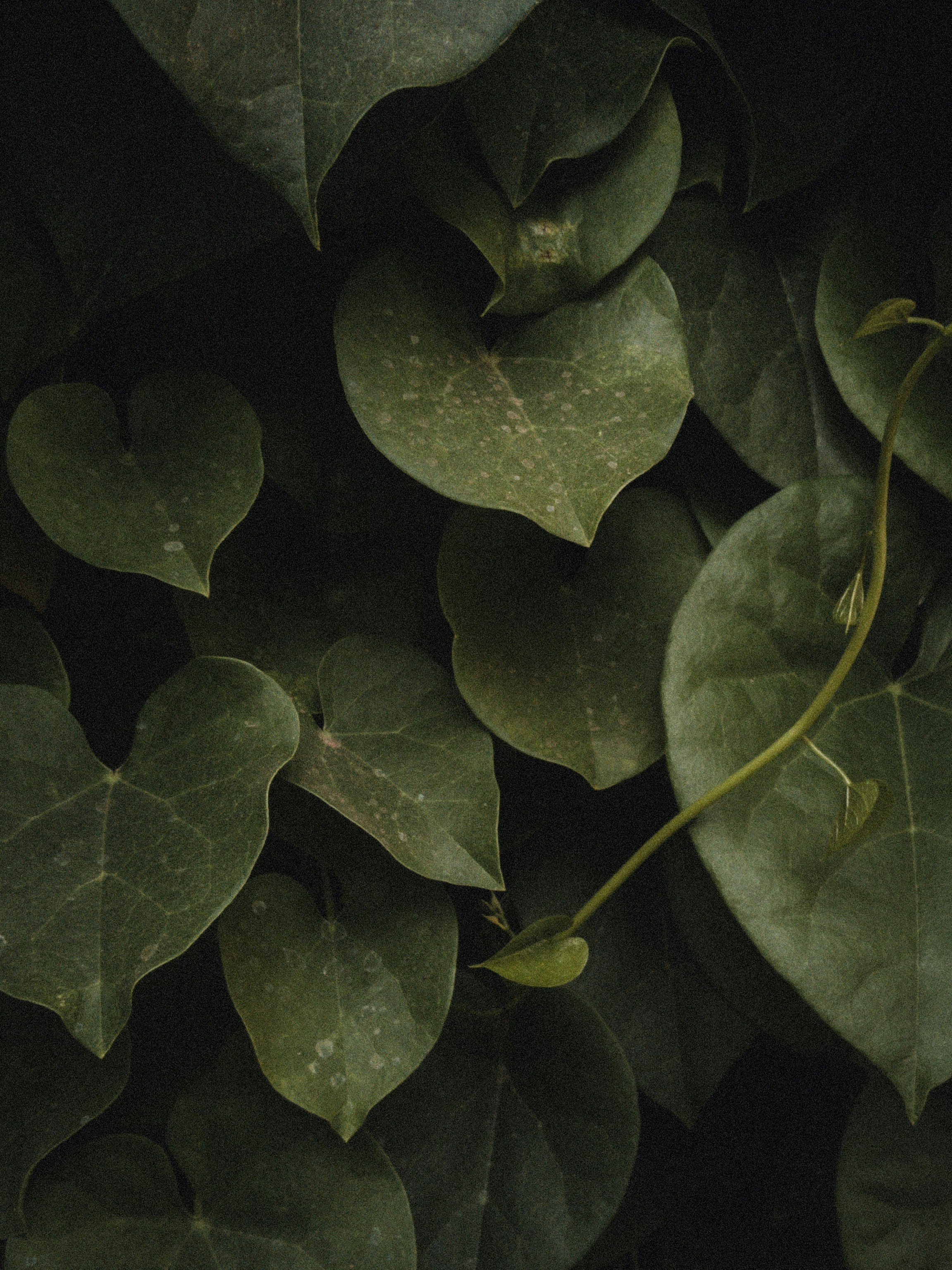 A dense arrangement of heart-shaped leaves in varying shades of green, creating a lush, textured backdrop.