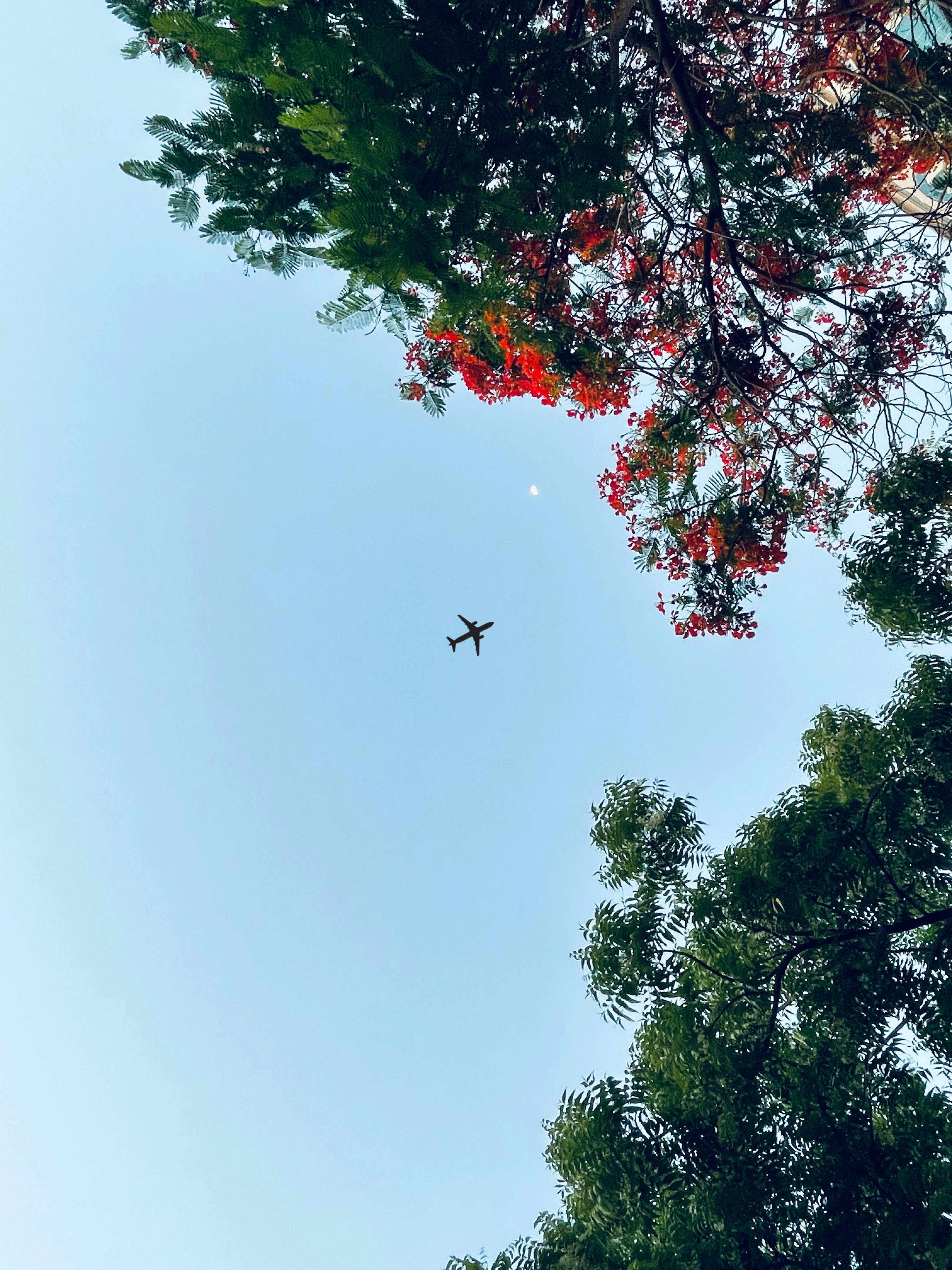 Midair Crossing Between Canopy and Sky