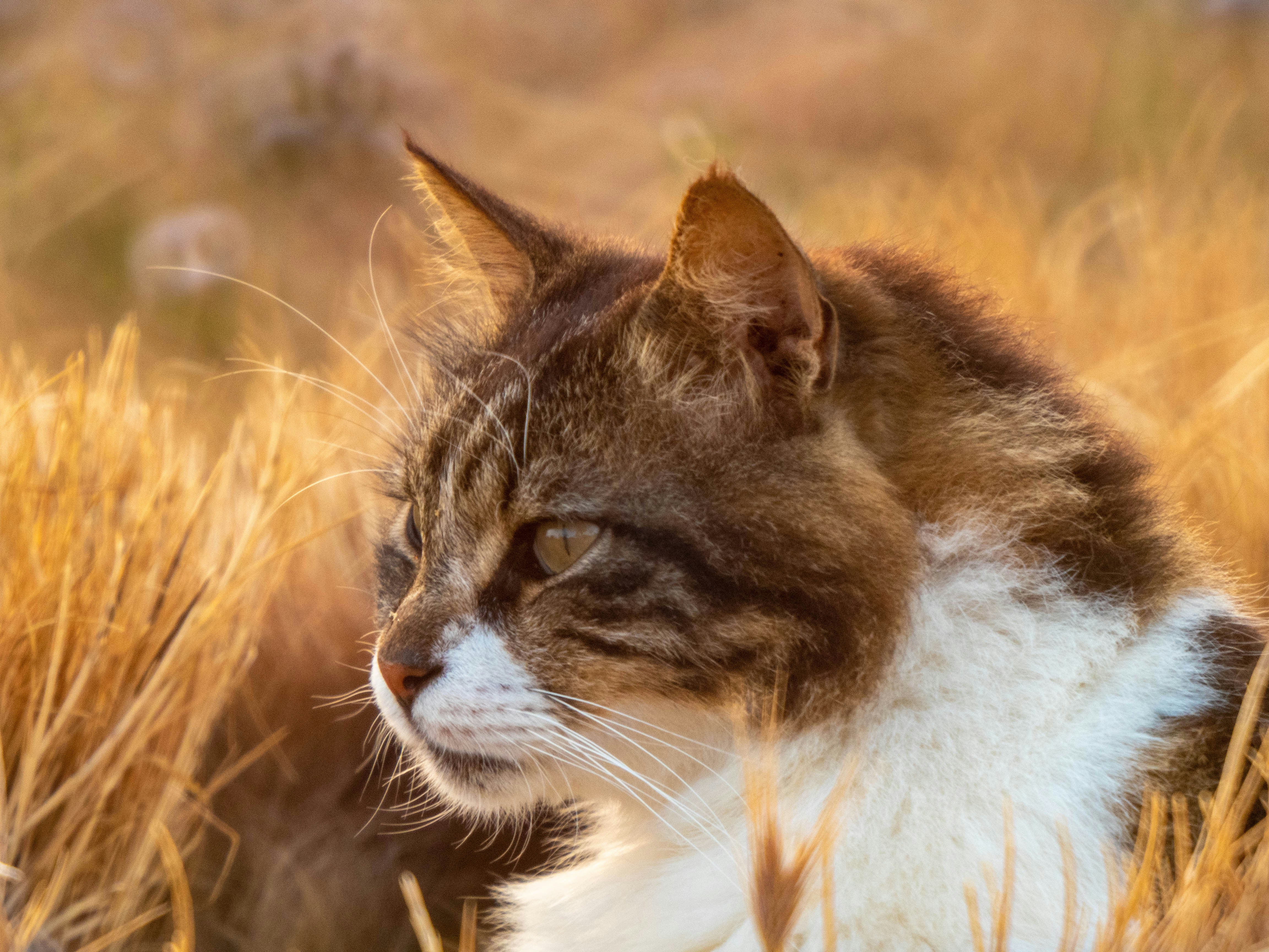 Amber-hour gaze: a tabby cat framed by sunlit grasses