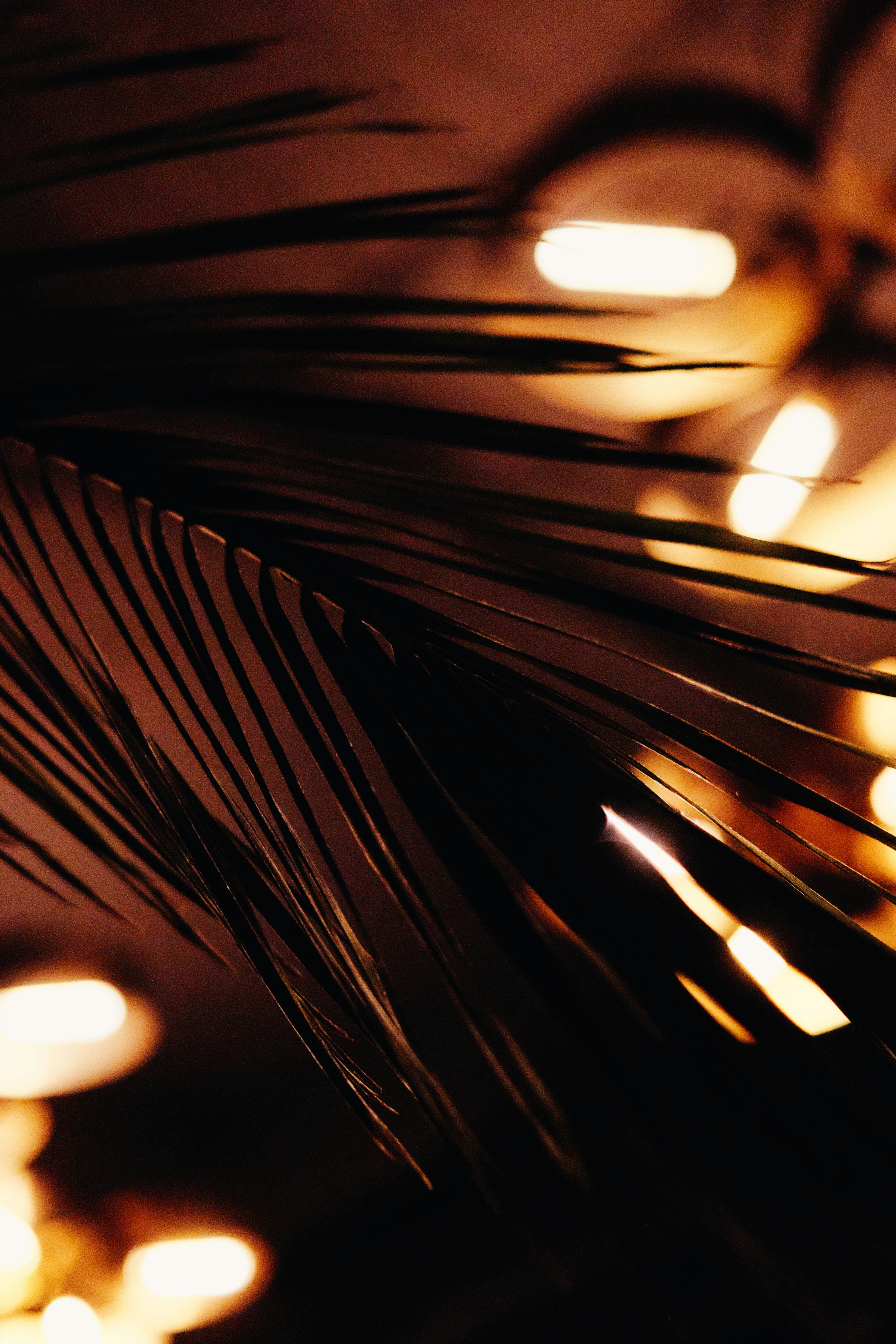 Amber Veil: Palm Frond in Dim Warmth