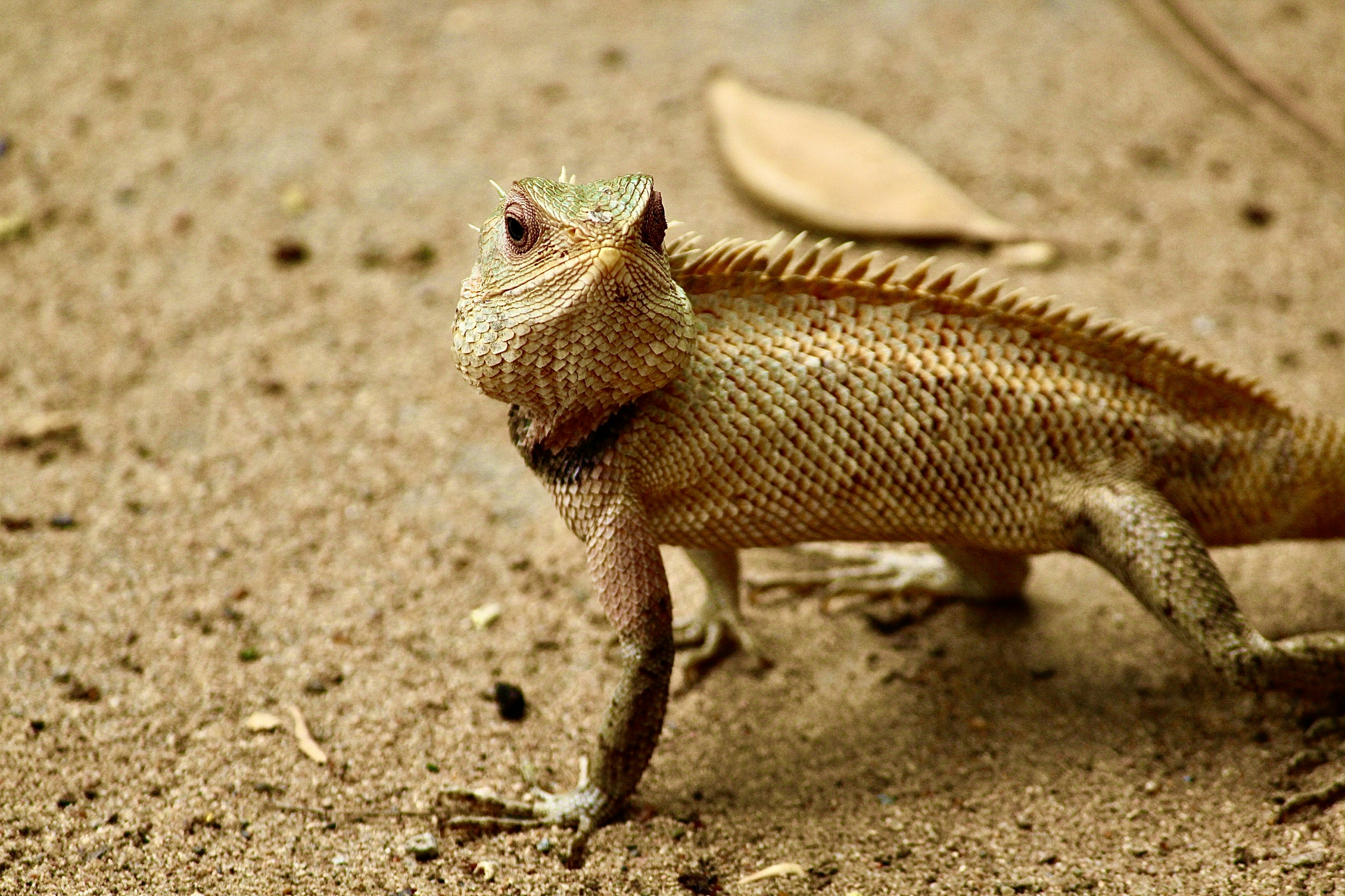 Desert Sentinel: a spiny lizard pauses on sun-warmed sand