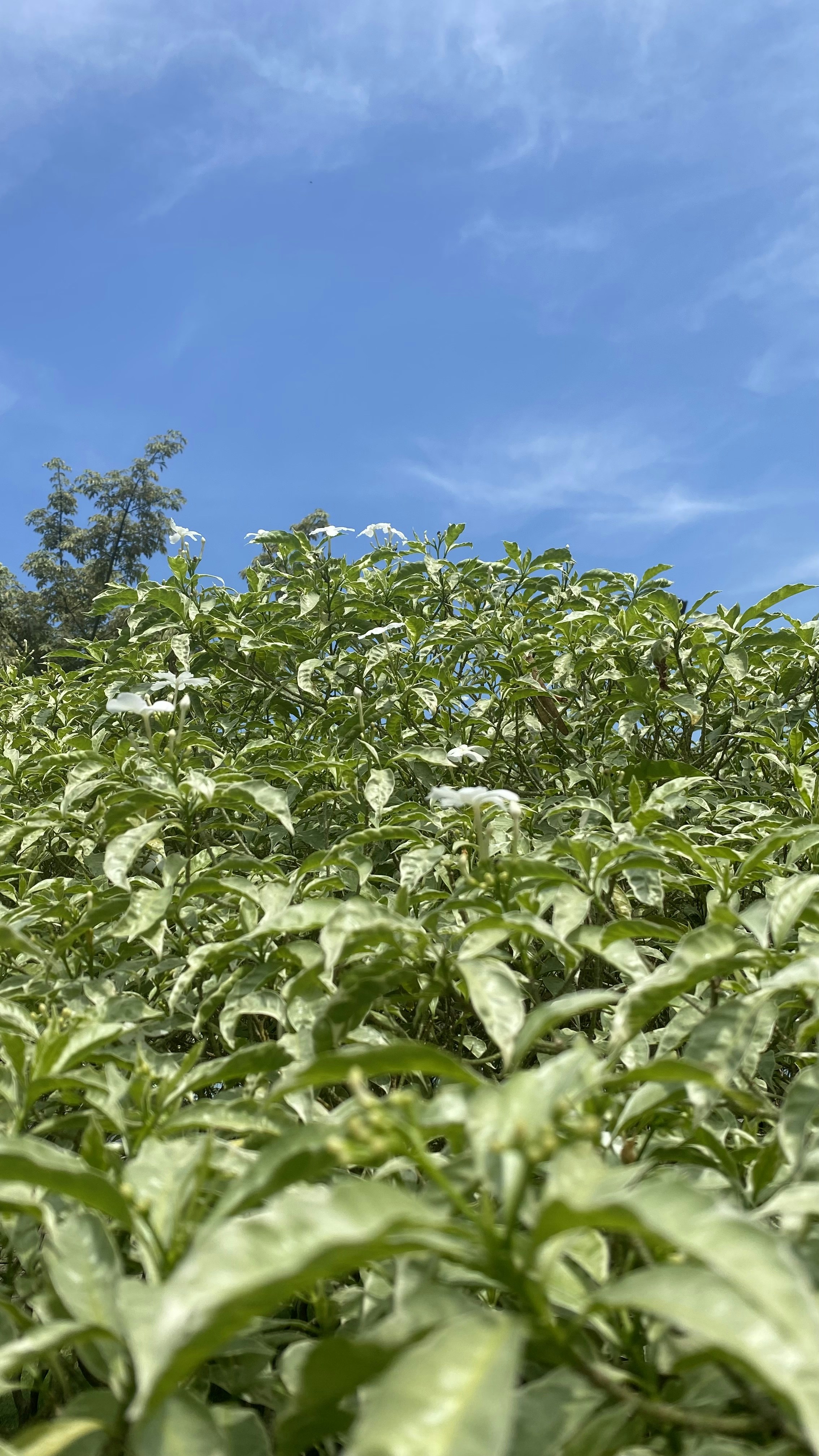 Growing Tea from Seed: 12 Expert Tips to Cultivate Your Perfect Brew 🌱 ...