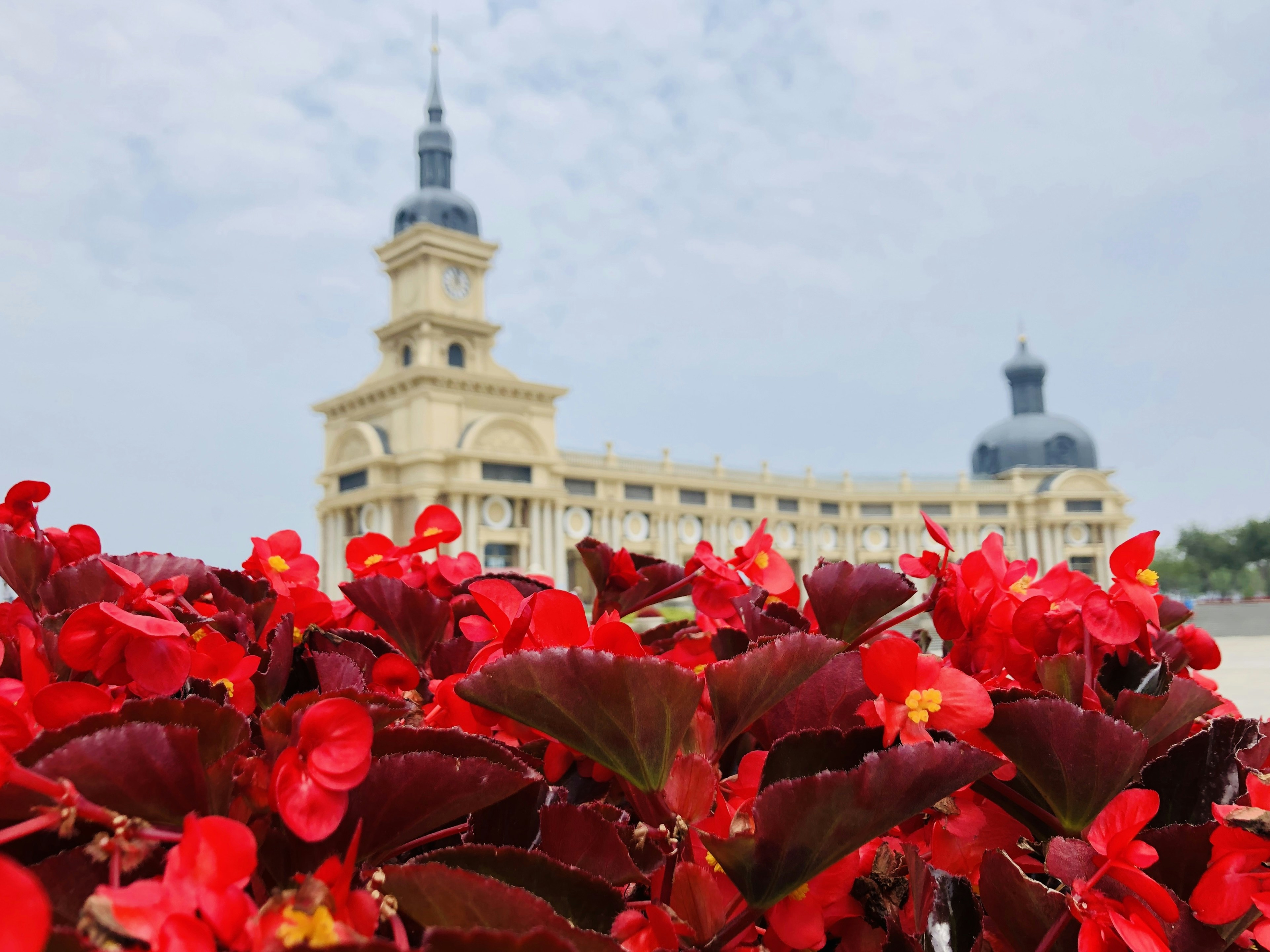 Bright red flowers in sharp focus with a historic building in soft focus in the background.