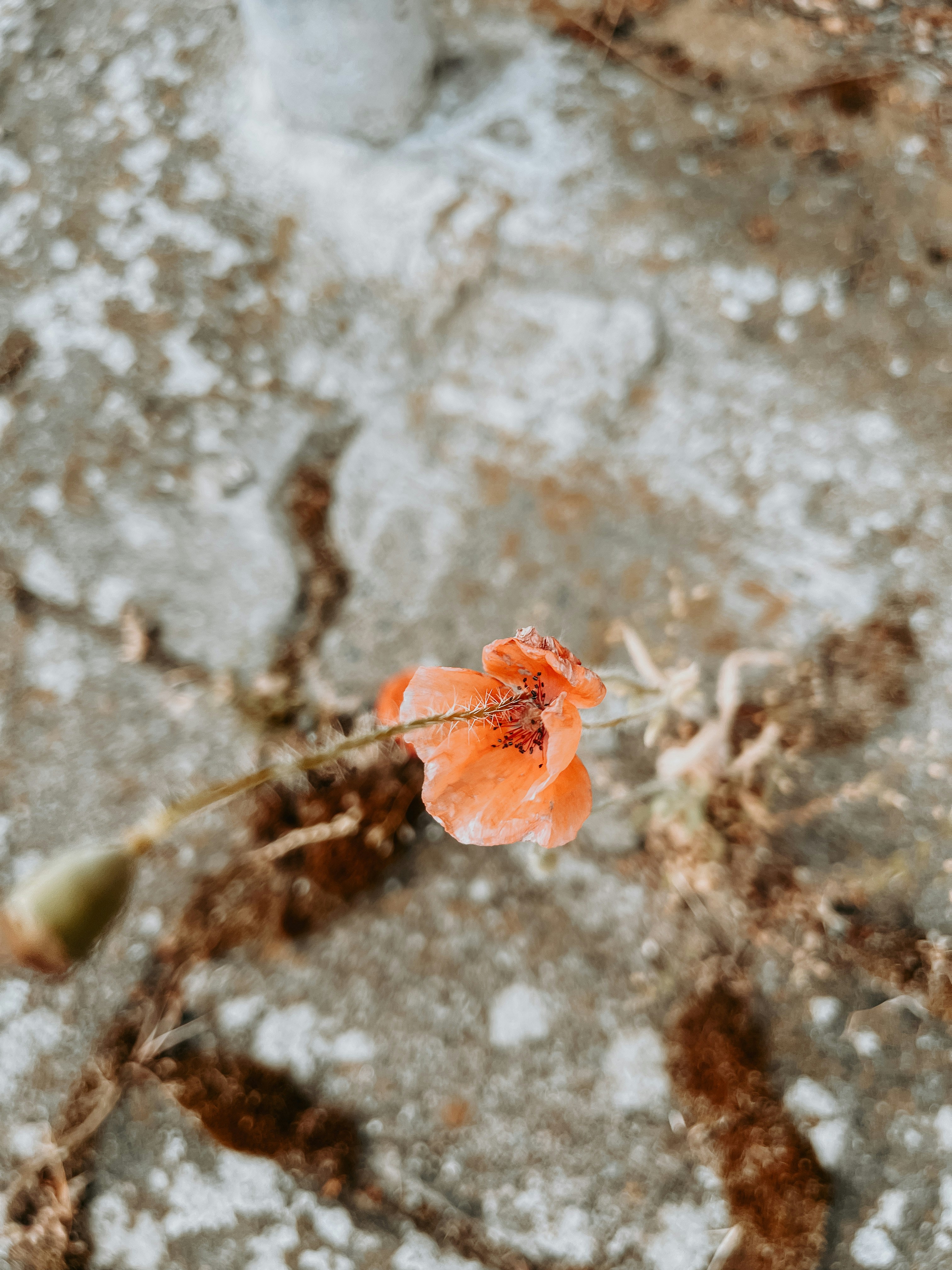 A flower on the ground photo – Free Flower Image on Unsplash