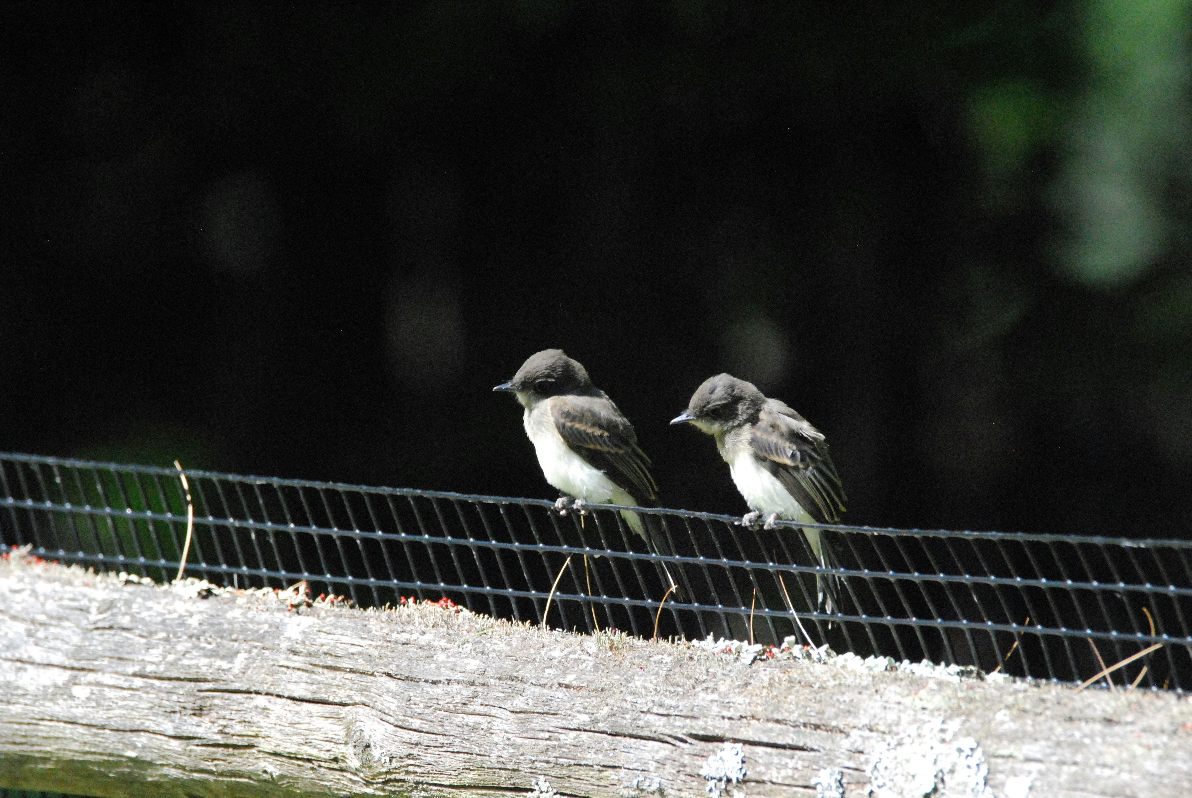 A group of birds sitting on a branch photo – Free Barkhamsted Image on ...