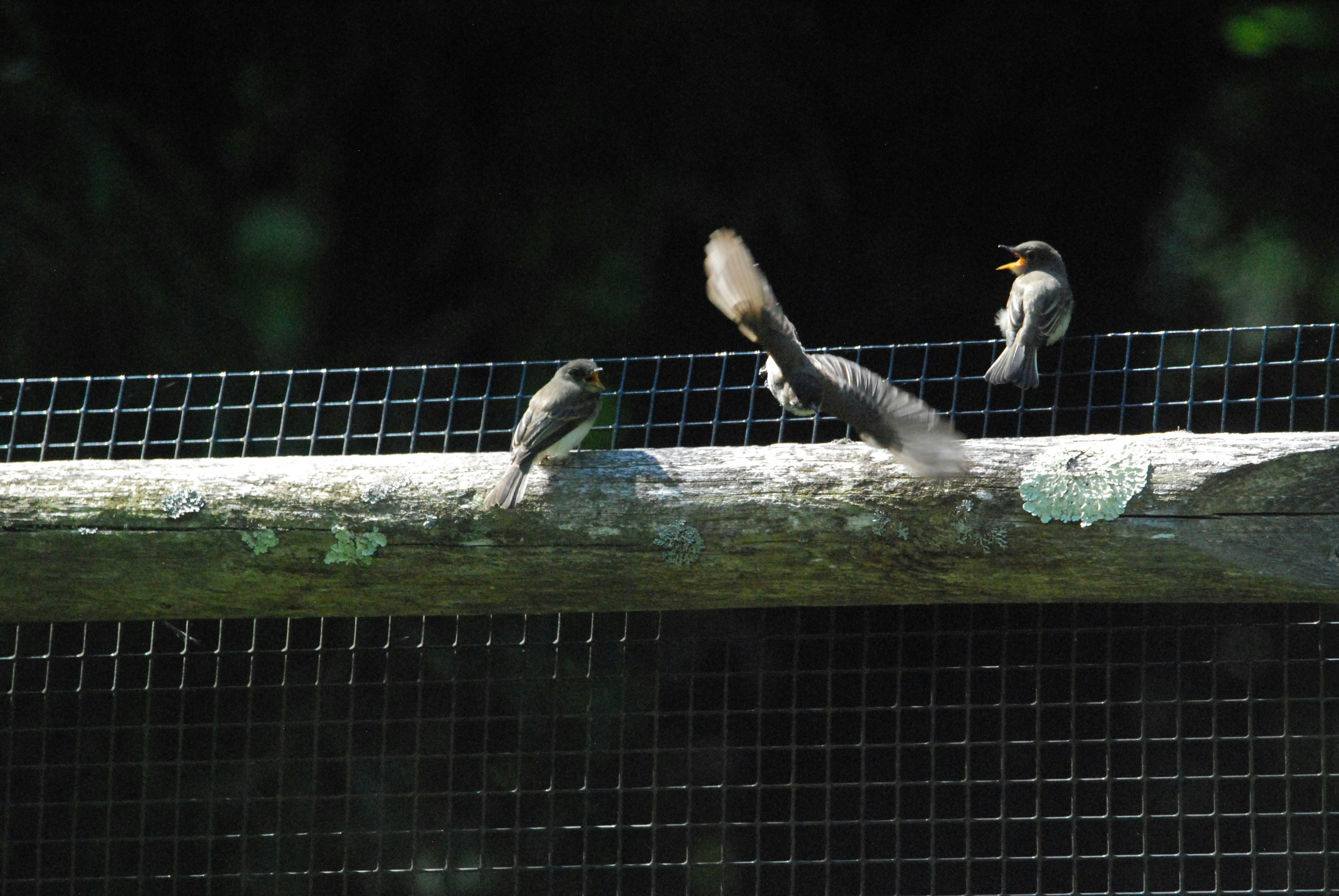 Fence-top Drift: A Pair of Birds in Quiet Motion