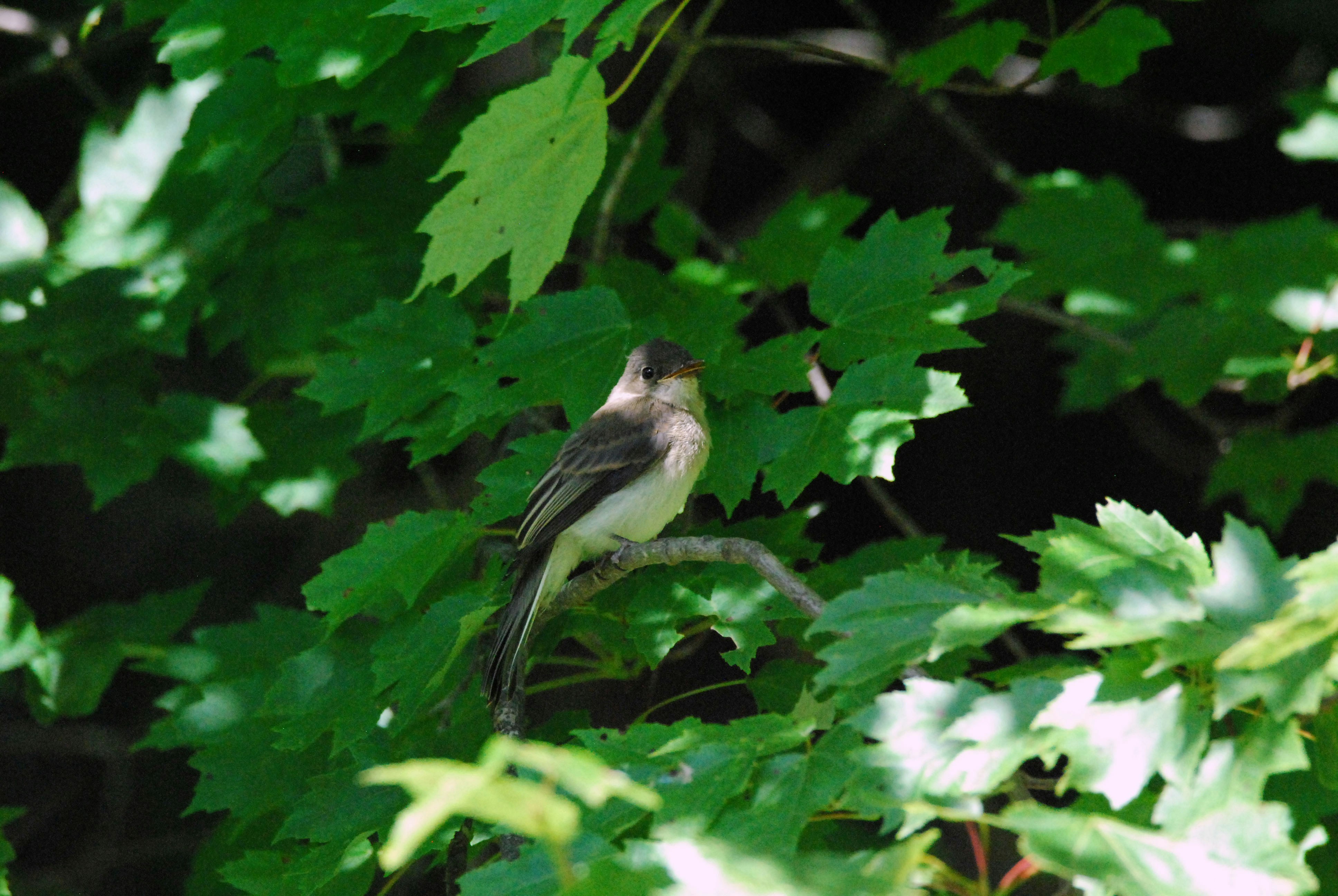 A small bird perches among vibrant green leaves, blending seamlessly into its natural surroundings. The scene evokes a sense of tranquility and connection with nature.