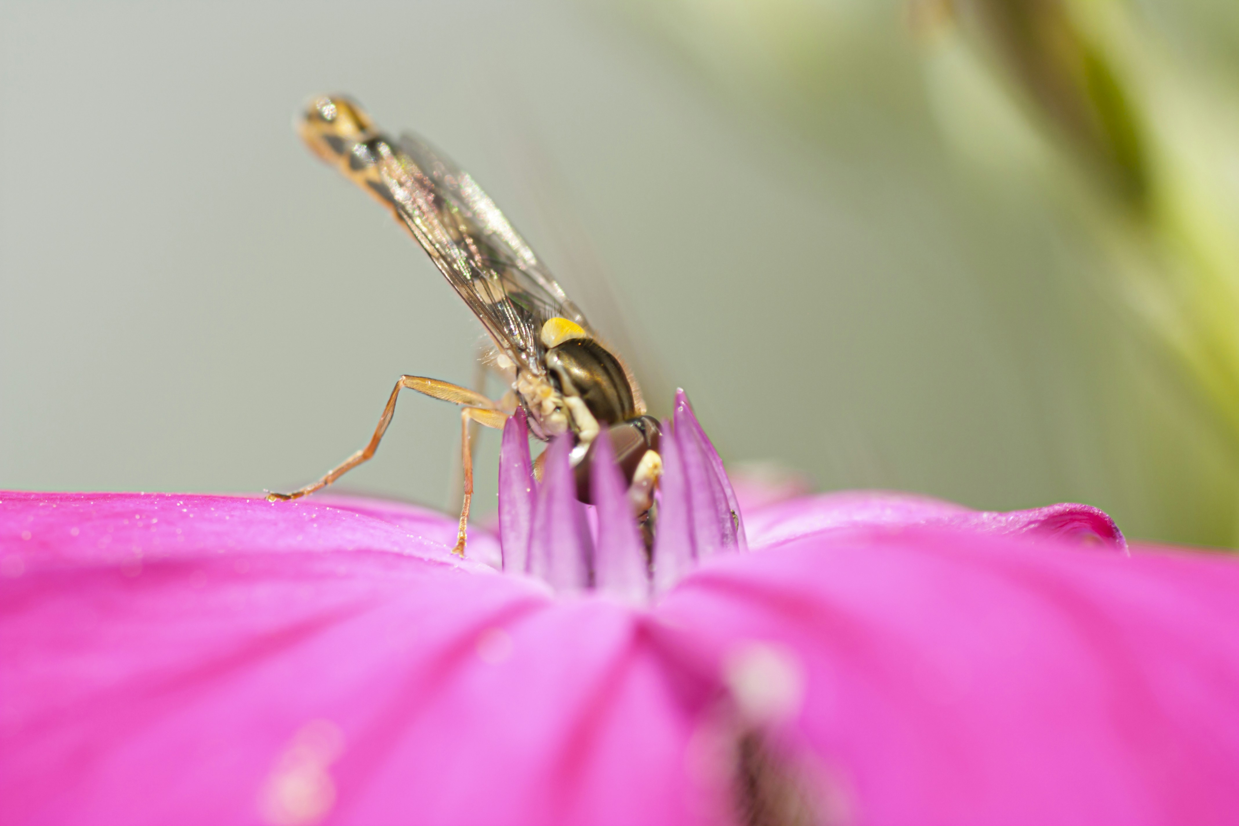 a bug on a flower