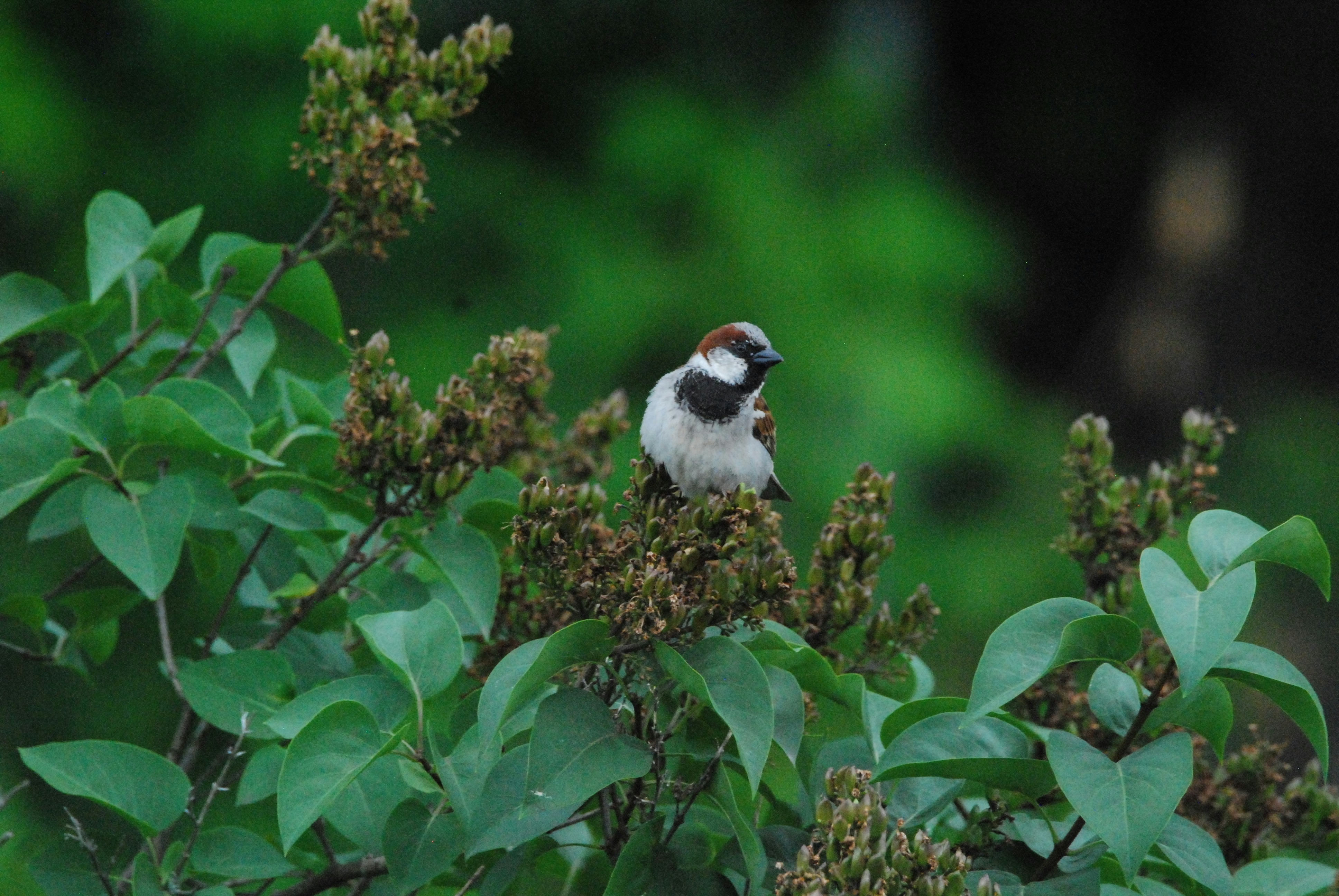 Verdant Backstage: A Sparrow Perched Among Buds on a Lush Shrub