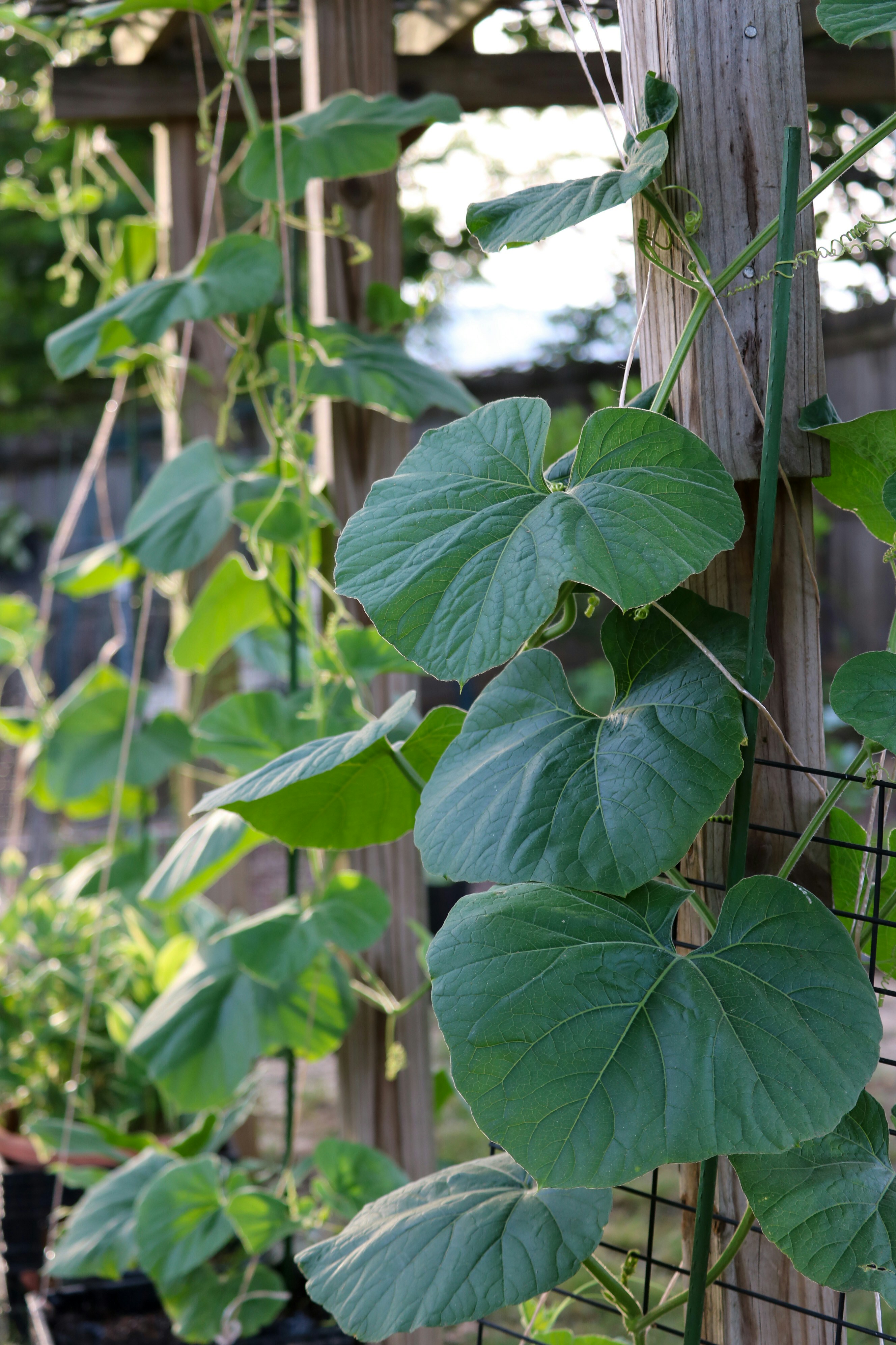 Growing gourd plant with green, luscious leaves.  | a plant with large leaves