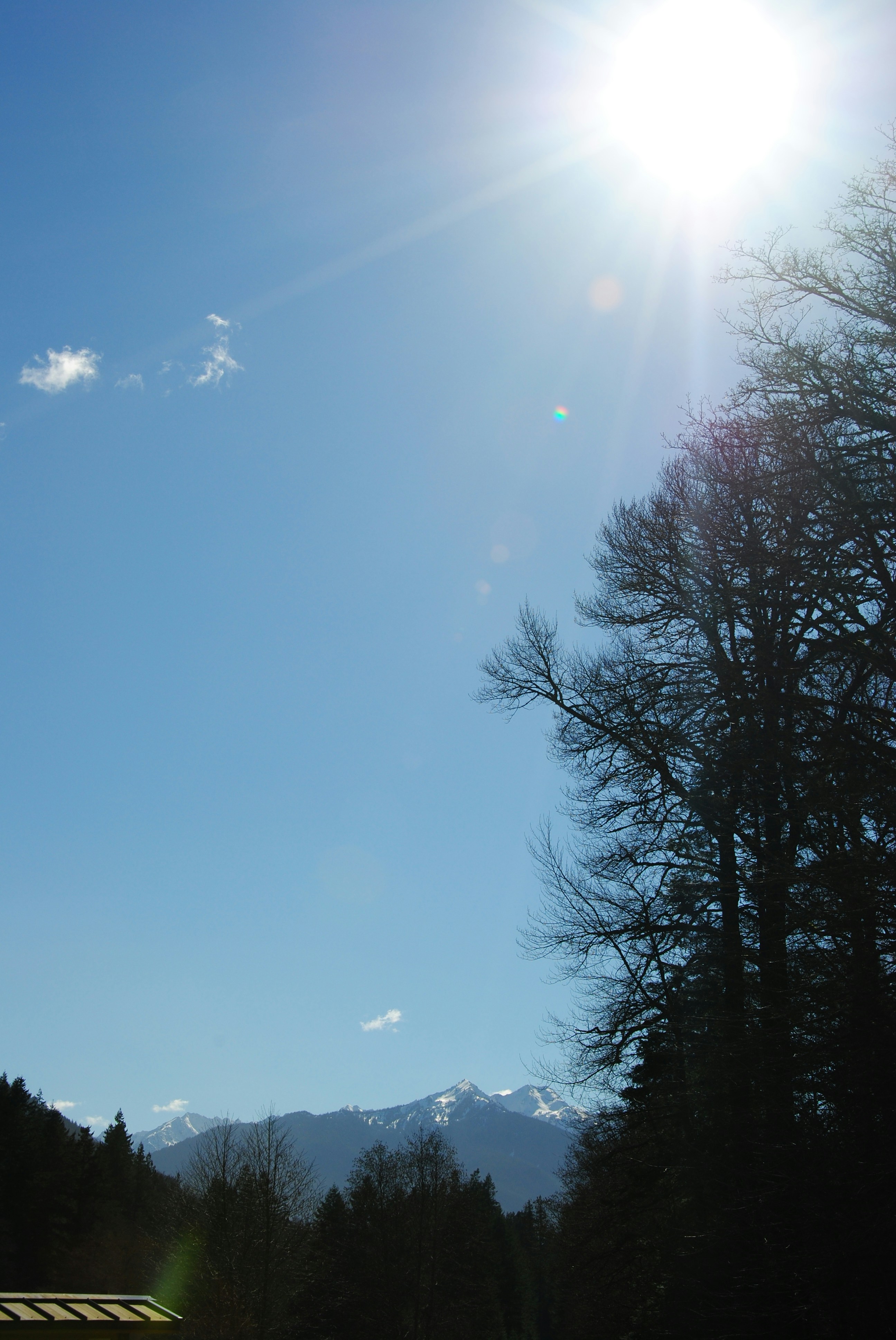 Sunlit Skyline: Alpine Ridge Framed by Winter Trees